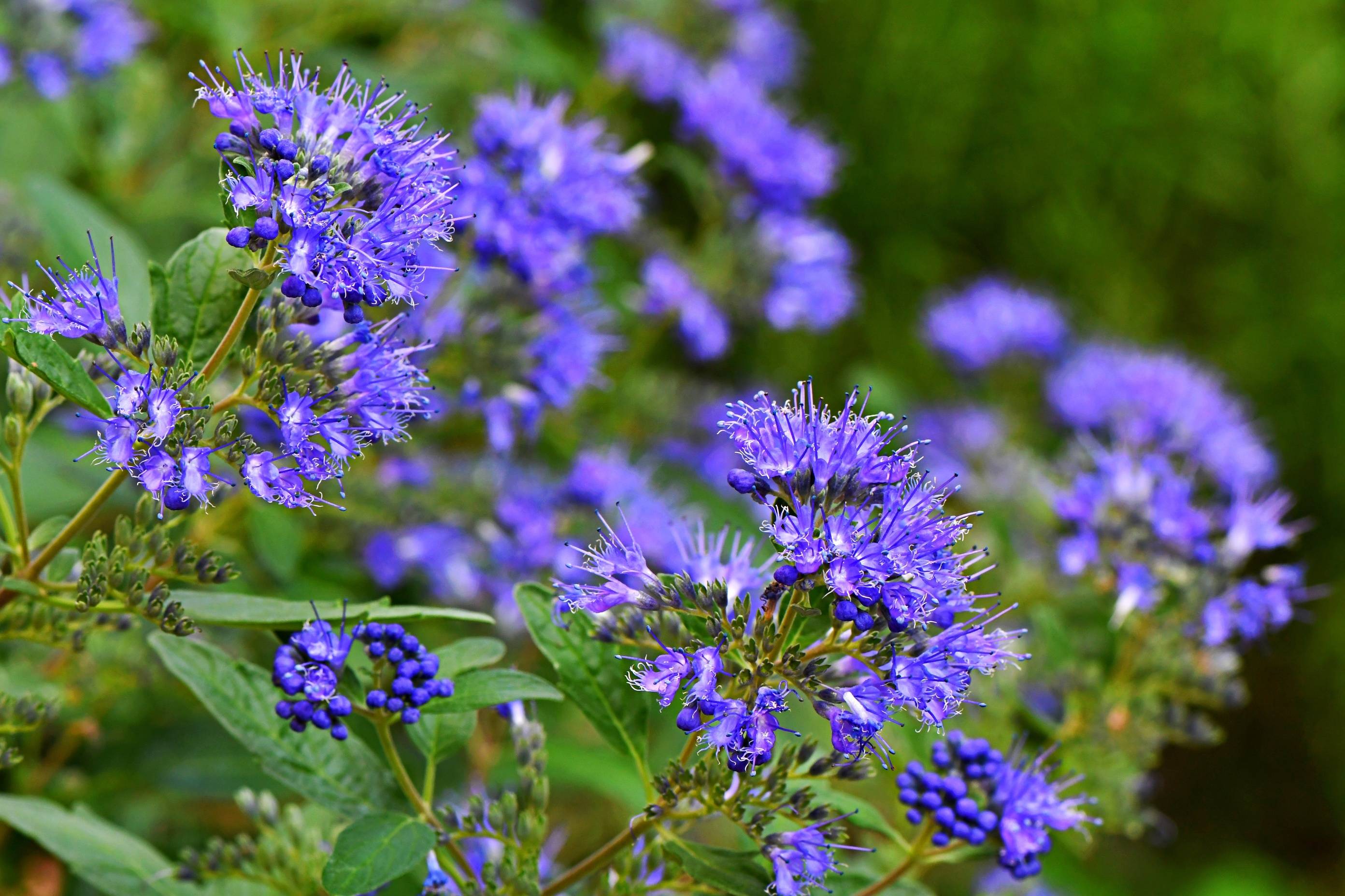 Barbula klandońska (Caryopteris × clandonensis) – opis. Jak uprawiać ...