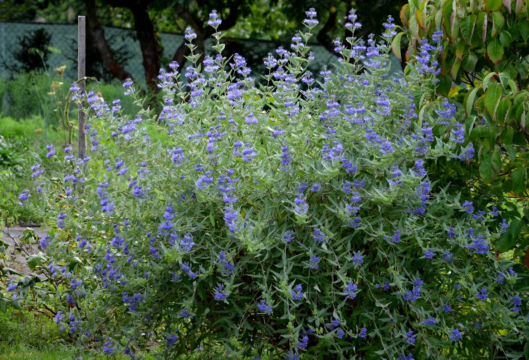 Barbula klandońska (Caryopteris × clandonensis) – opis. Jak uprawiać ...