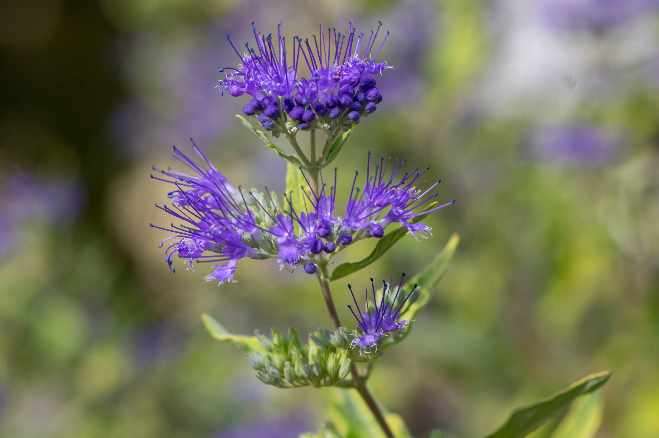 Barbula klandońska (Caryopteris × clandonensis) – opis. Jak uprawiać ...