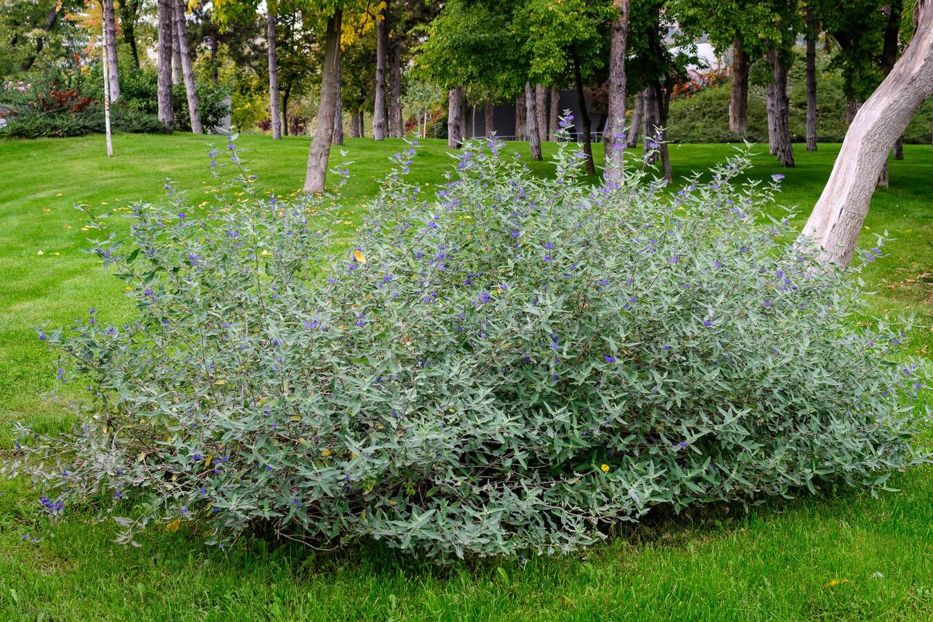 Barbula klandońska (Caryopteris × clandonensis) – opis. Jak uprawiać ...