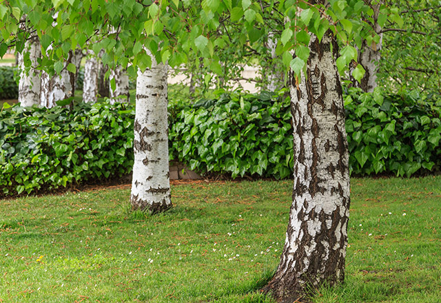 Dawidia chińska – uprawa, sadzonki, wymagania | OBI