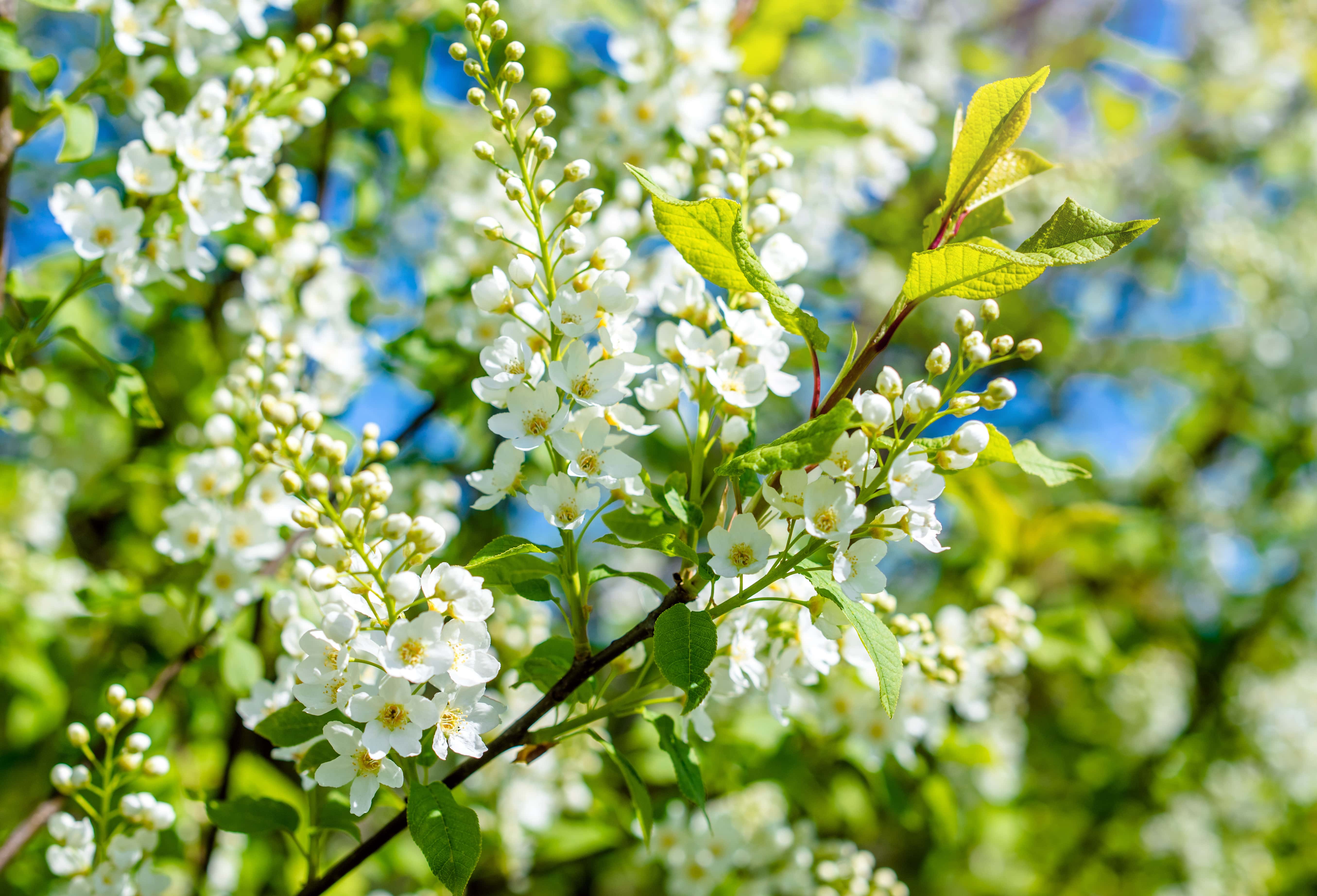 Dawidia chińska – uprawa, sadzonki, wymagania | OBI