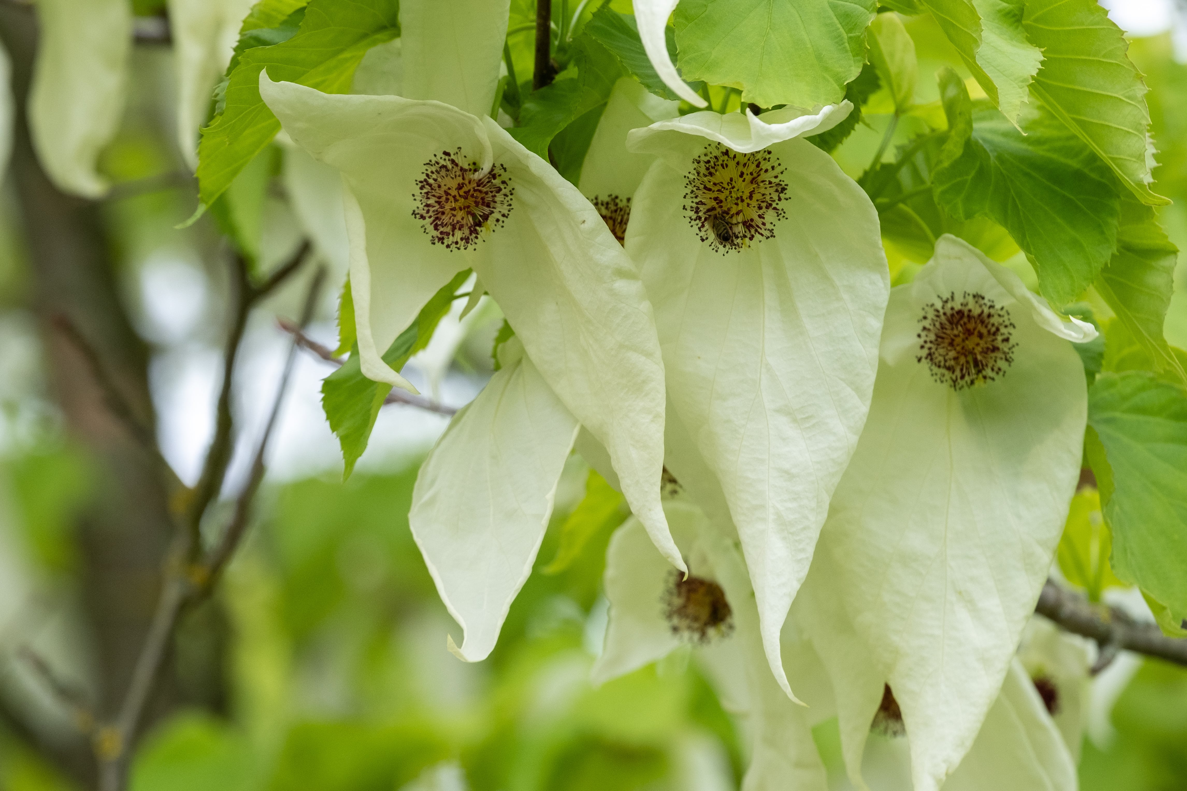 Dawidia chińska – uprawa, sadzonki, wymagania | OBI