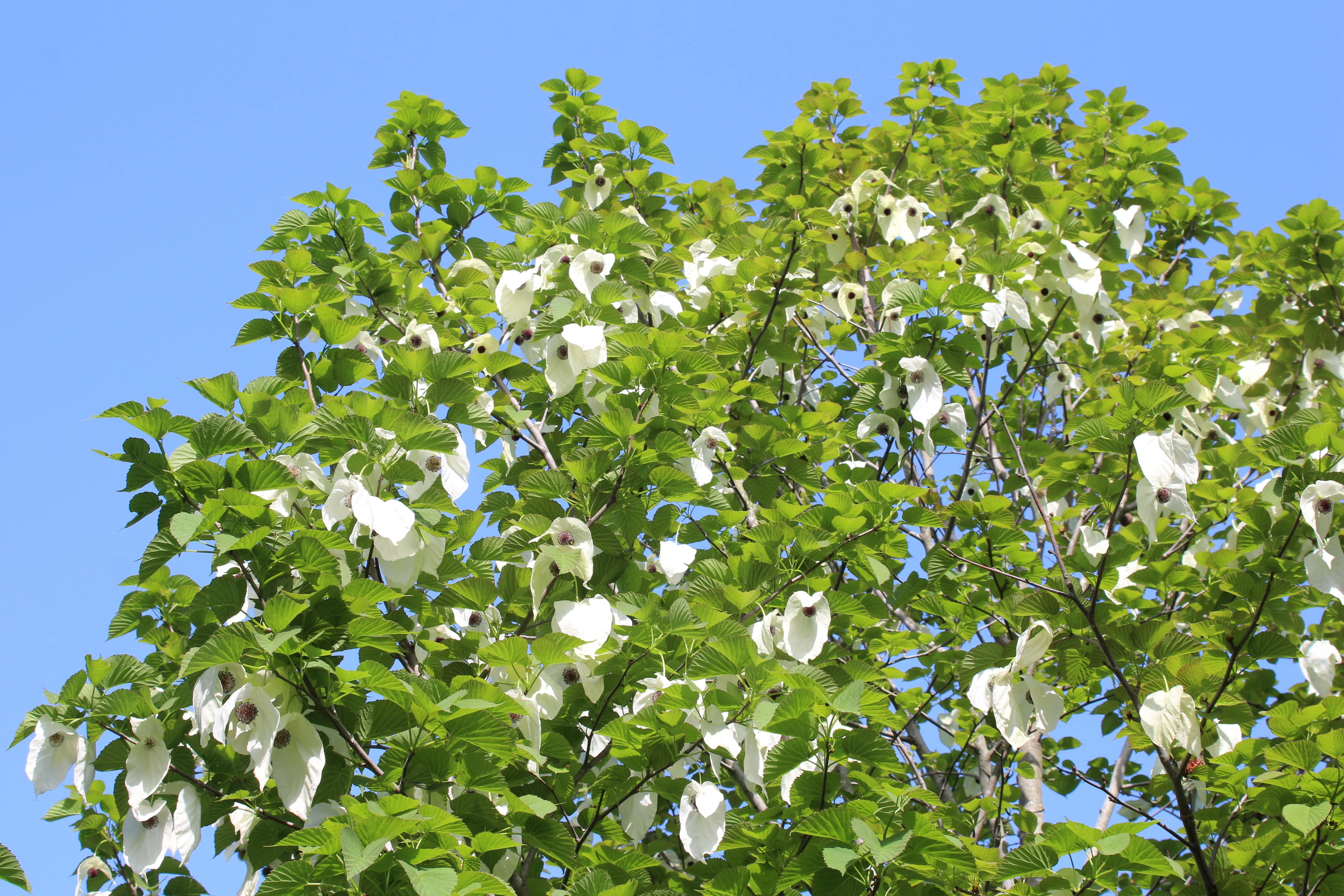 Dawidia chińska – uprawa, sadzonki, wymagania | OBI