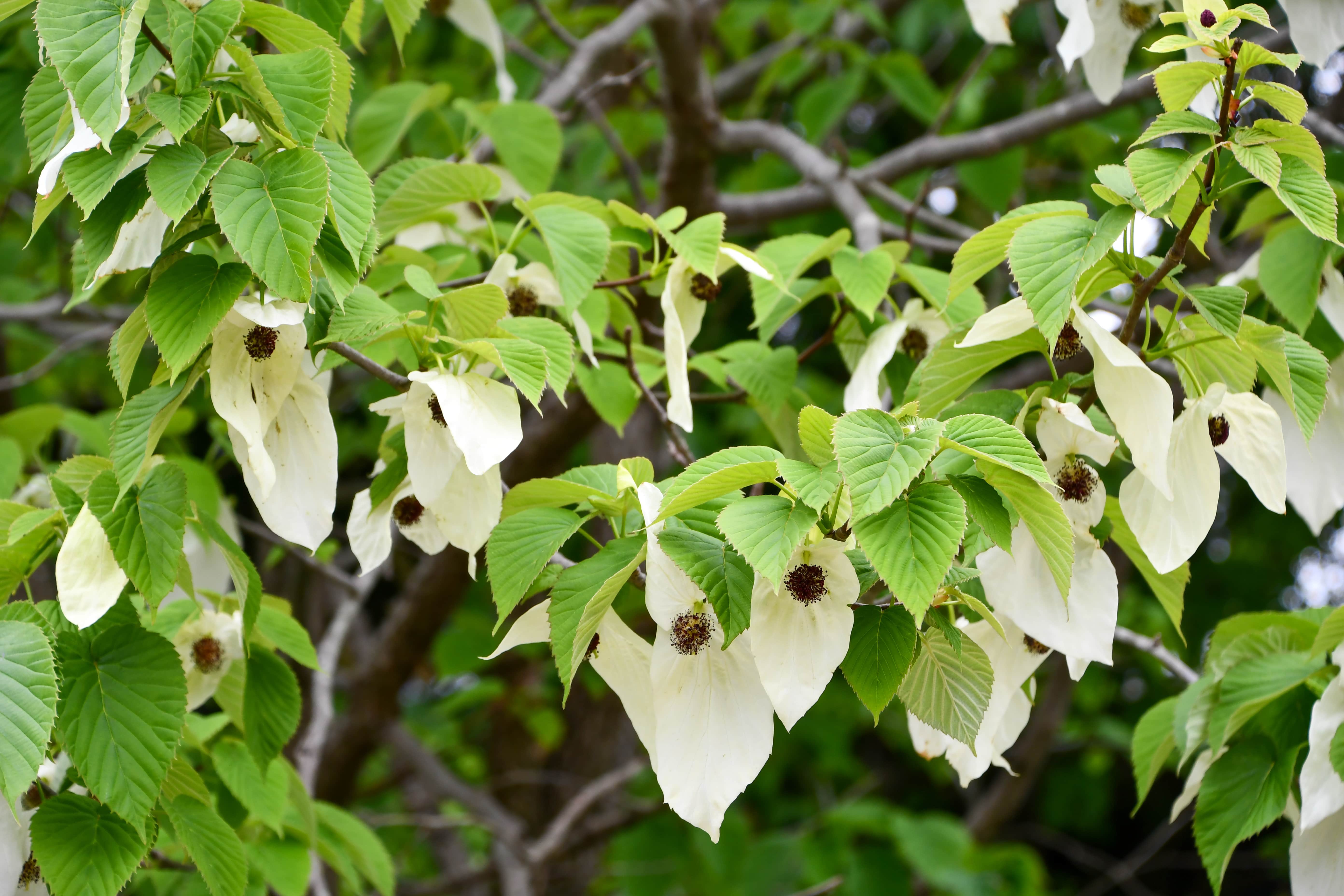 Dawidia chińska – uprawa, sadzonki, wymagania | OBI