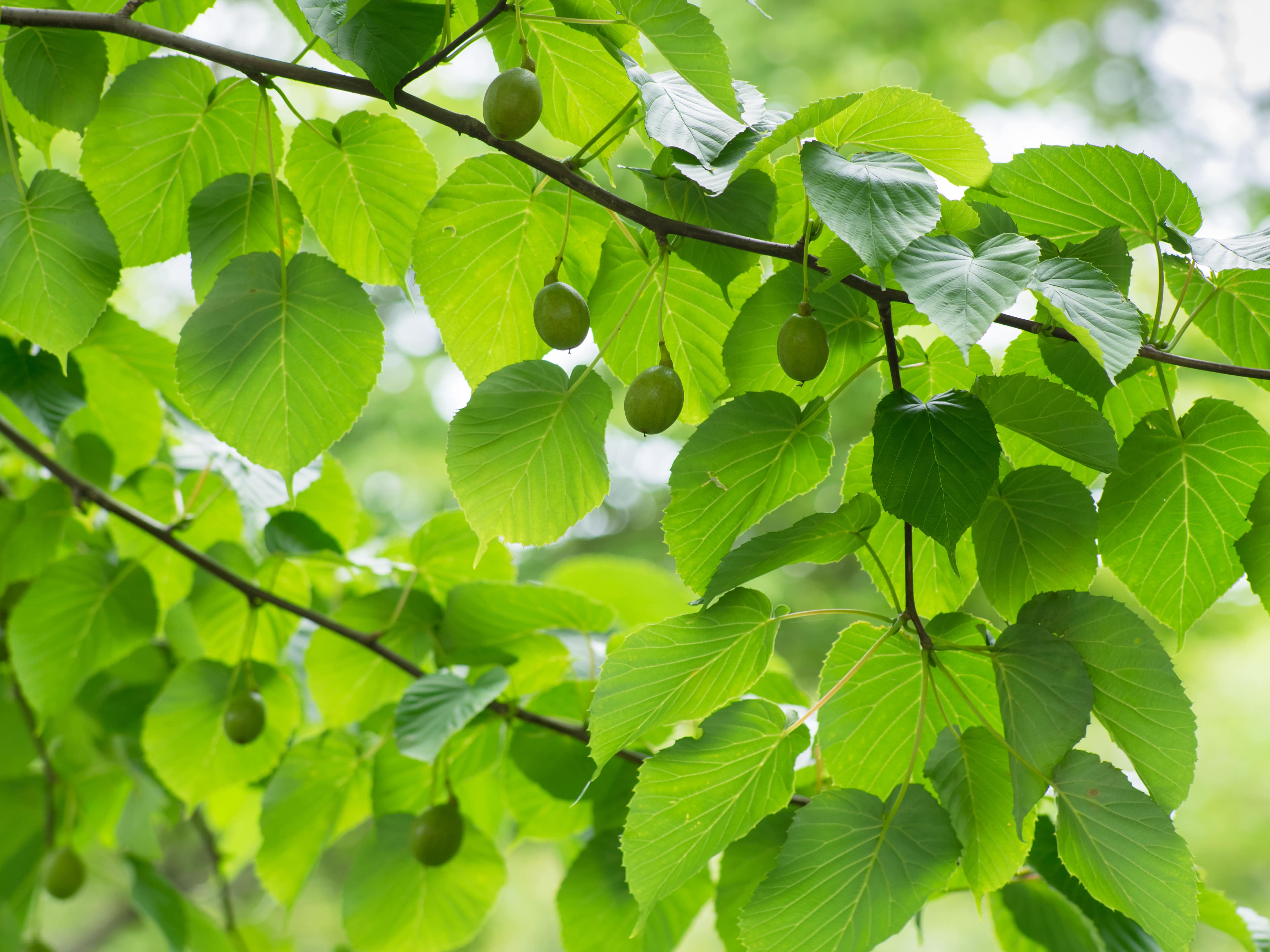 Dawidia chińska – uprawa, sadzonki, wymagania | OBI