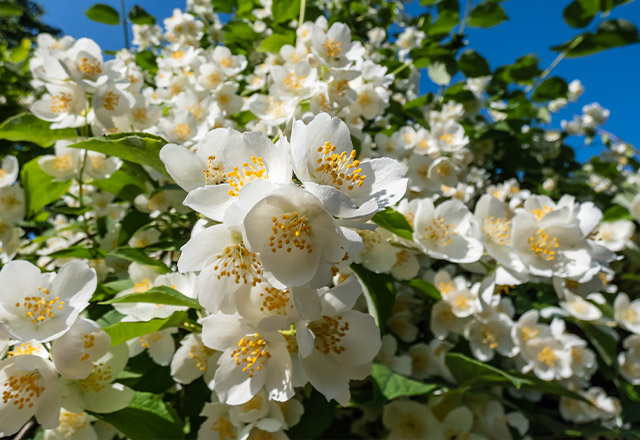 Jaśminowiec wonny – encyklopedia roślin OBI