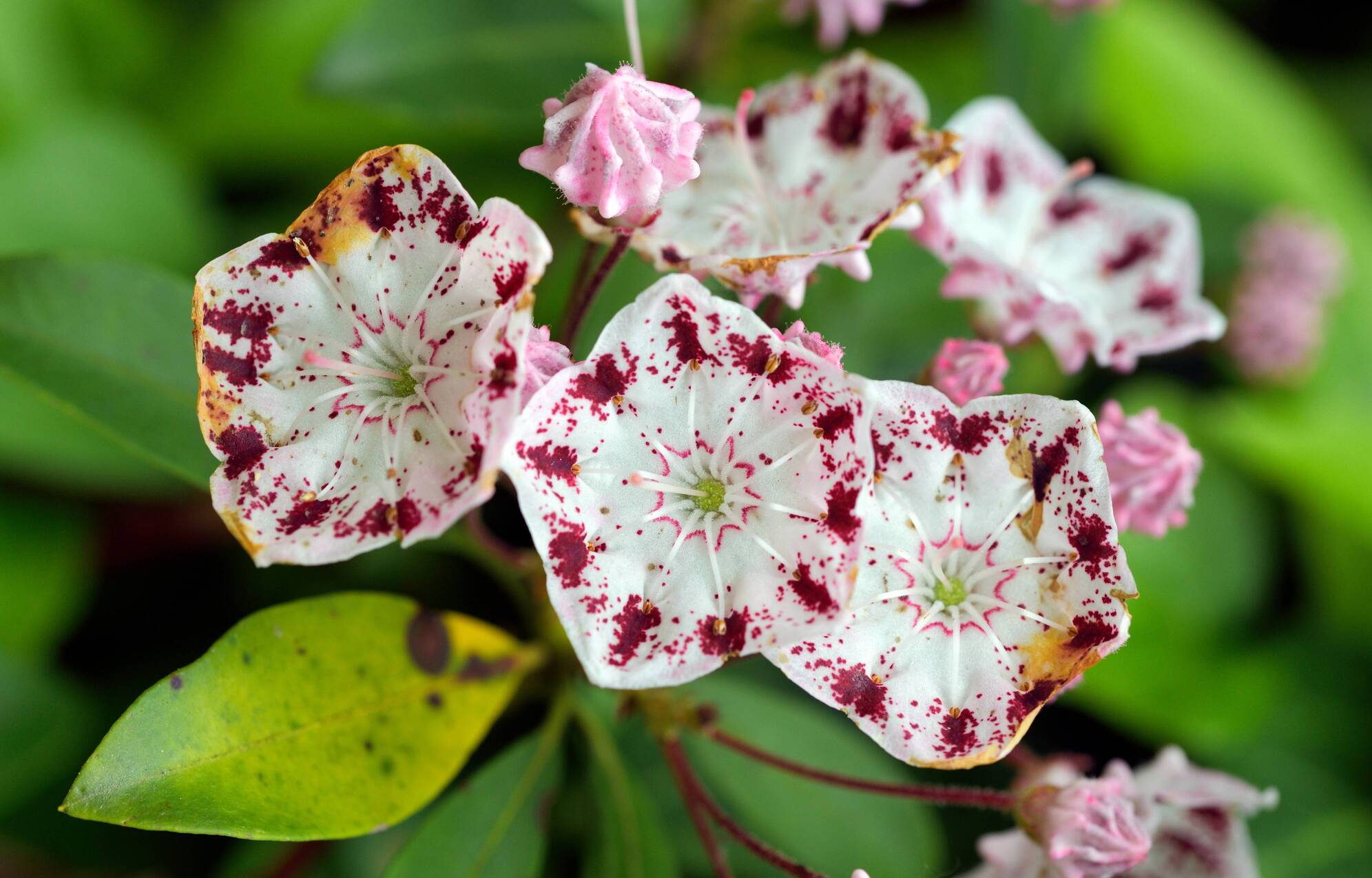 Kalmia szerokolistna (Kalmia latifolia) – opis. Jakie stanowisko ...