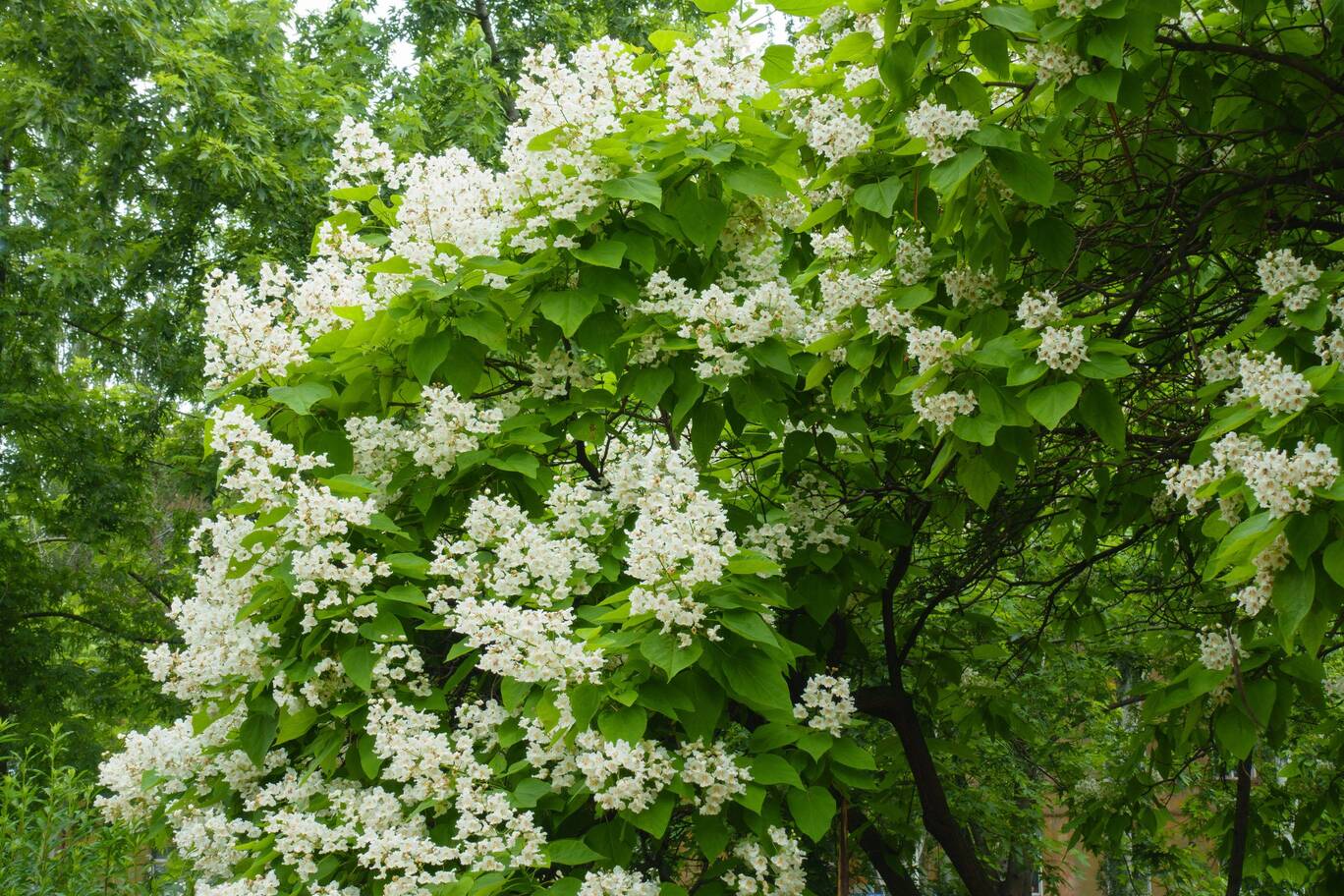 Katalpa – przycinanie, uprawa, choroby | Leksykon roślin OBI