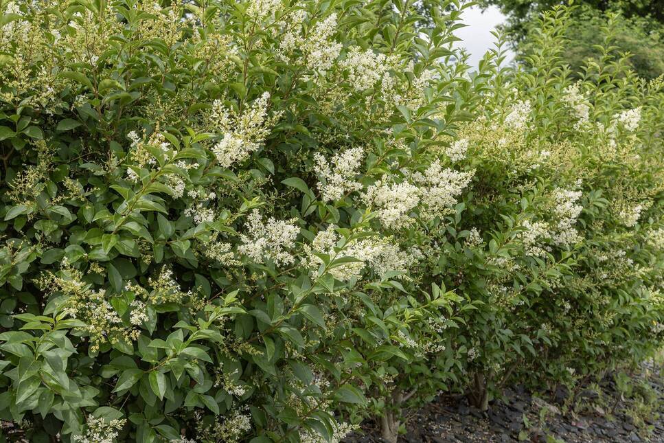 Ligustr – odmiany, sadzenie, zastosowanie | Leksykon OBI