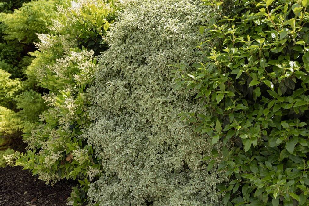 Ligustr – odmiany, sadzenie, zastosowanie | Leksykon OBI