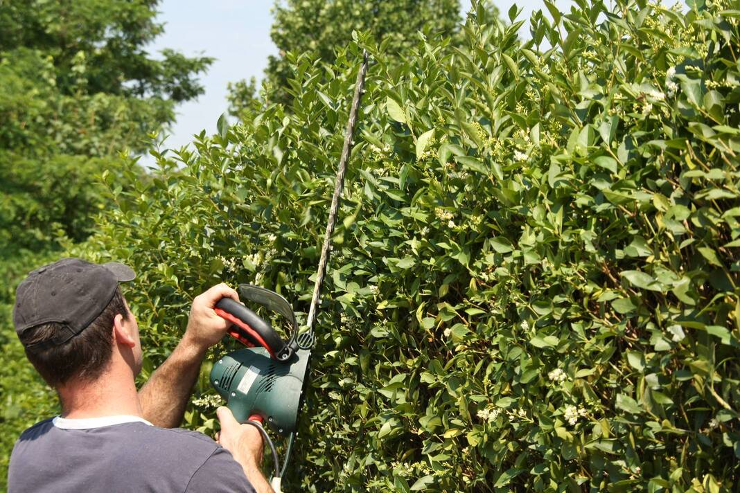 Ligustr – odmiany, sadzenie, zastosowanie | Leksykon OBI