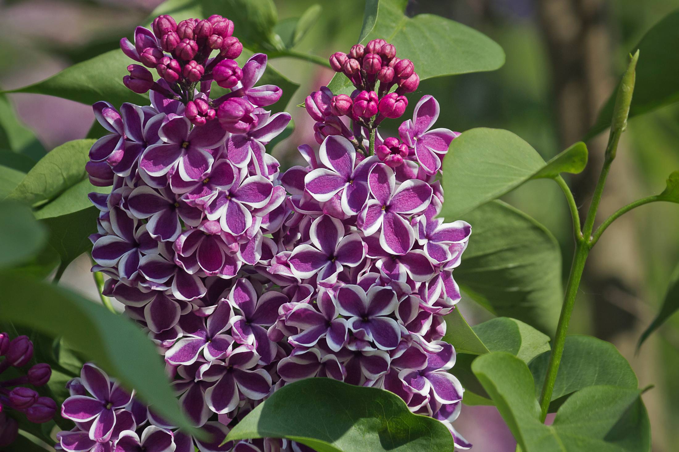 Lilak pospolity (Syringa vulgaris L.) – opis. Czy lilaka się przycina ...