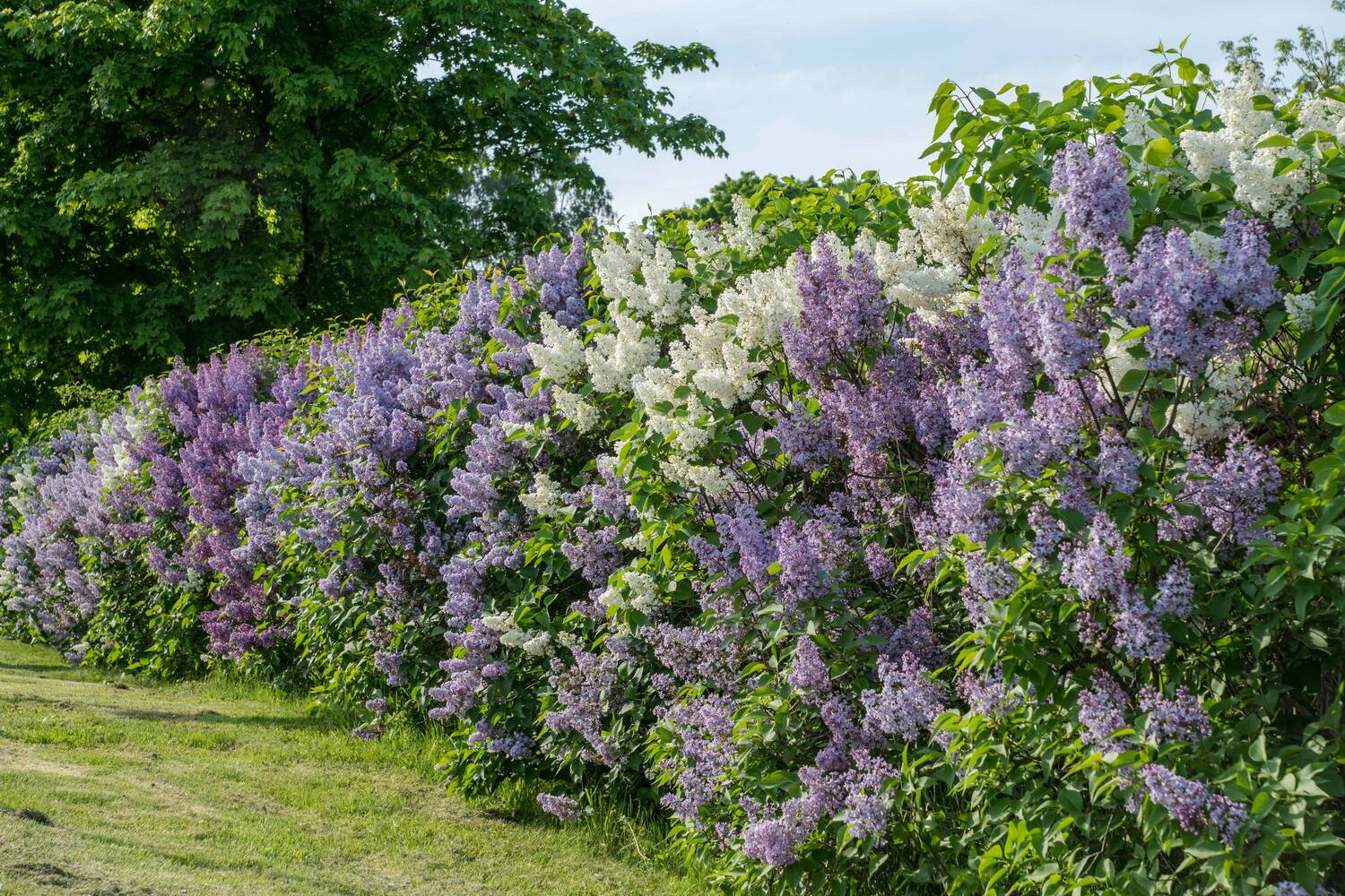 Lilak pospolity (Syringa vulgaris L.) – opis. Czy lilaka się przycina ...