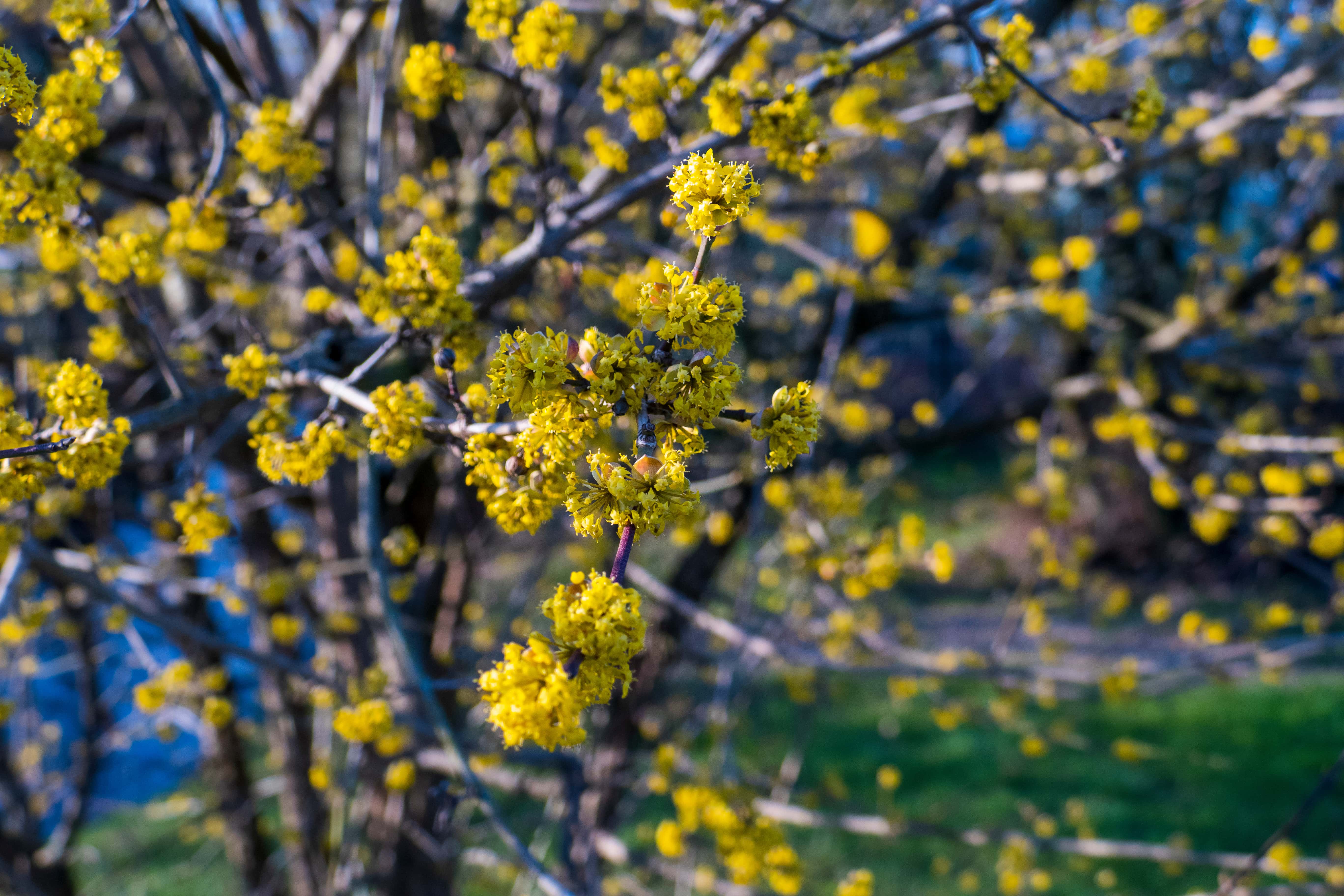 Dereń jadalny – uprawa i właściwości zdrowotne | OBI
