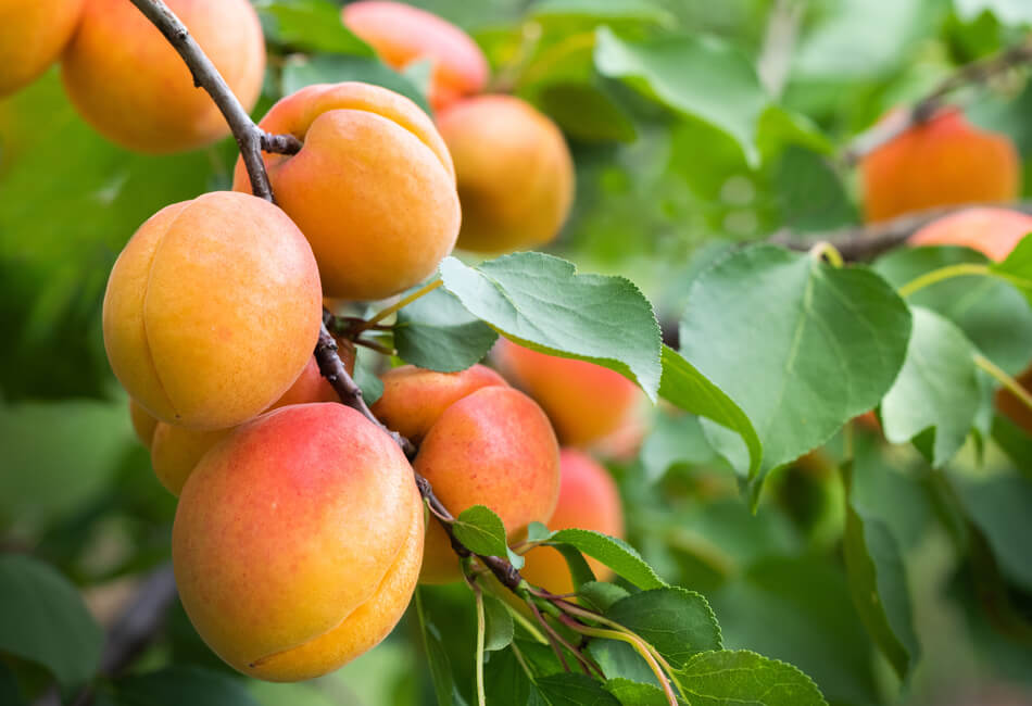 Morela – jak sadzić, jak przycinać, jaka ziemia? | Porady OBI