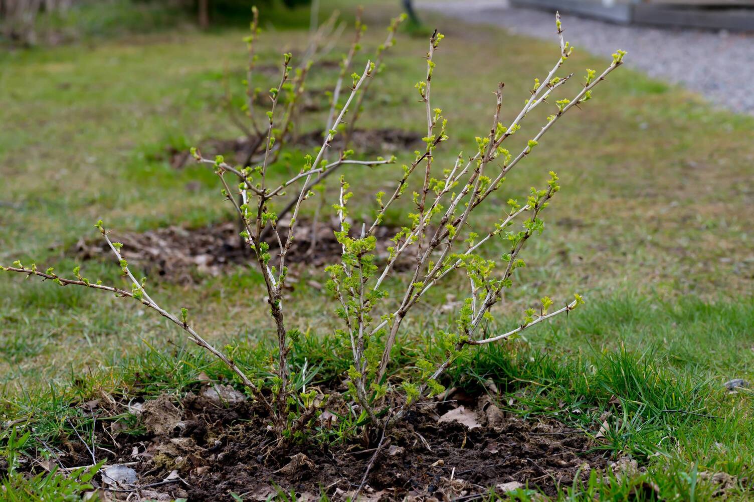 Porzeczka agrest (Ribes uva-crispa) – opis. Jak dbać o krzaki agrestu ...