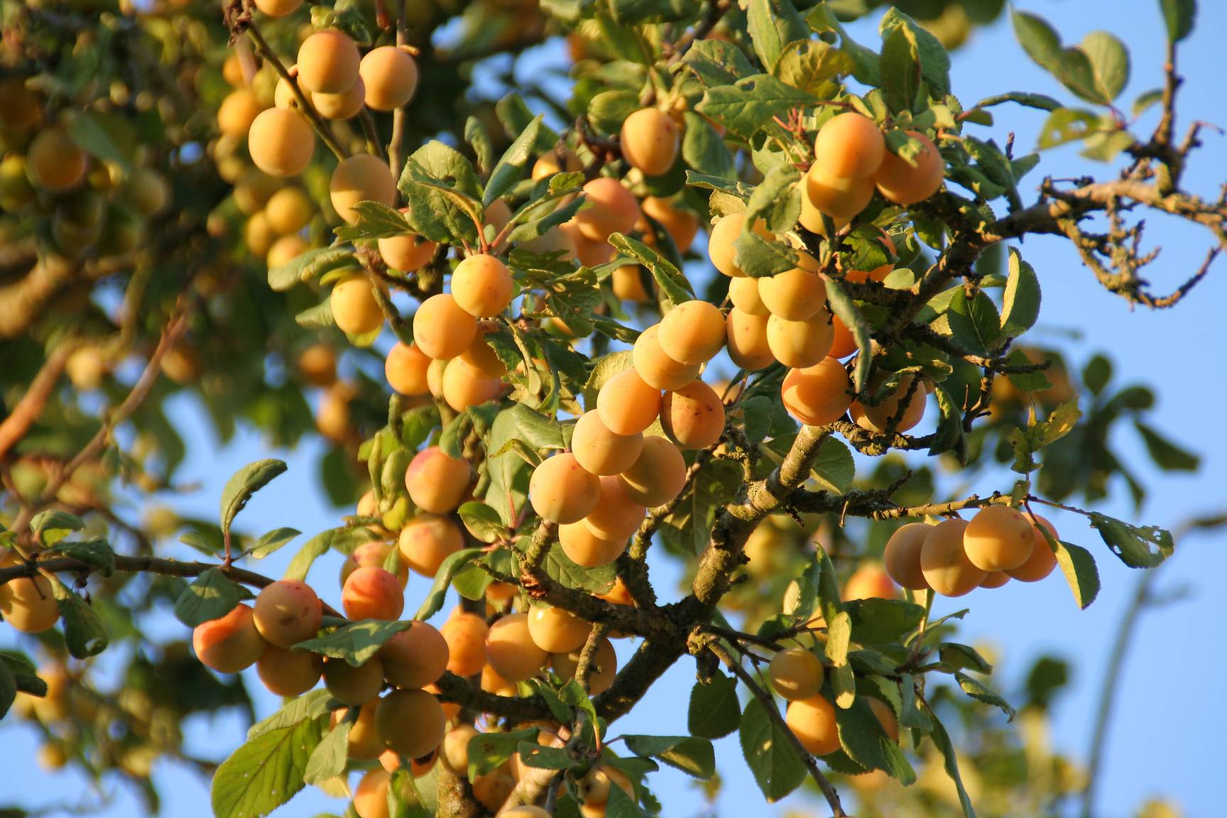 Śliwa mirabelka (Prunus domestica subsp. syriaca var. cerea) – jakie ma ...