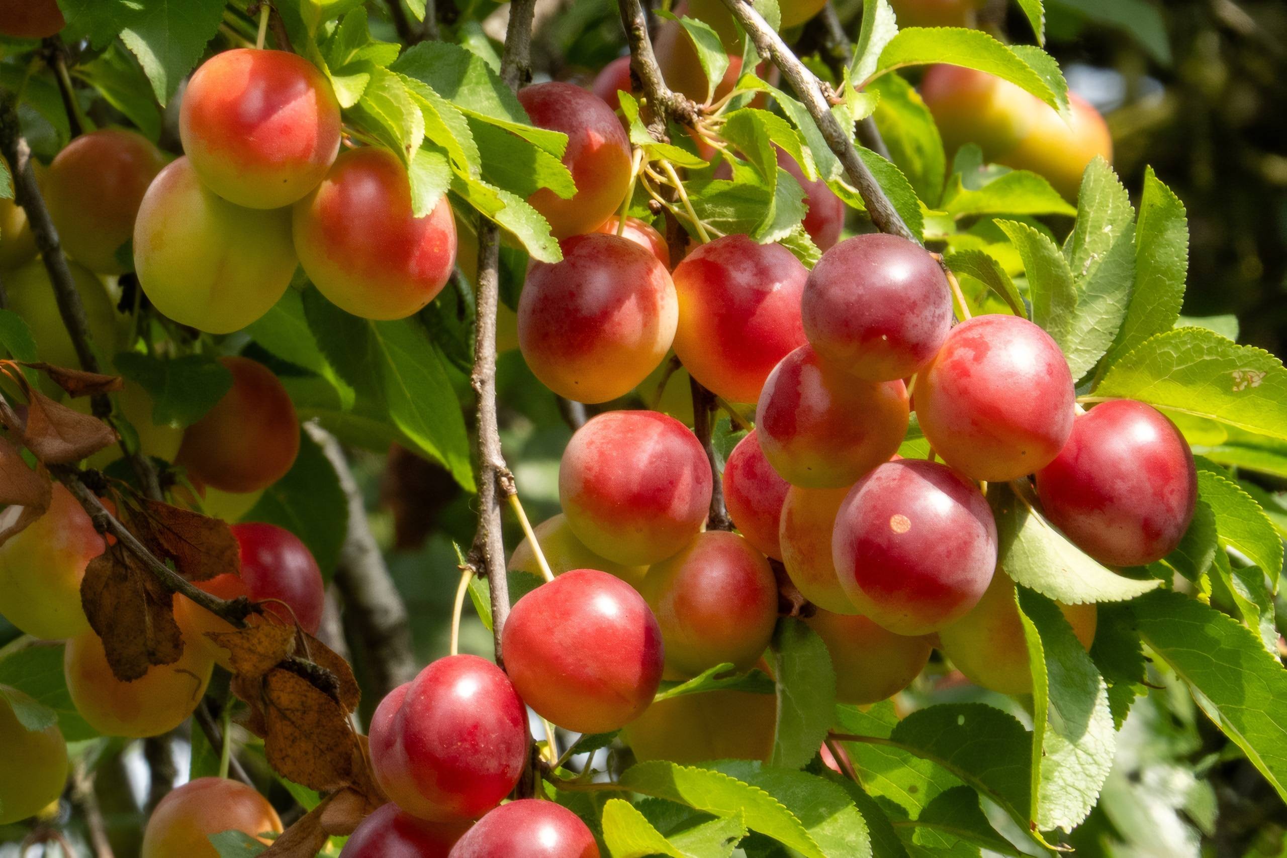 Śliwa mirabelka (Prunus domestica subsp. syriaca var. cerea) – jakie ma ...
