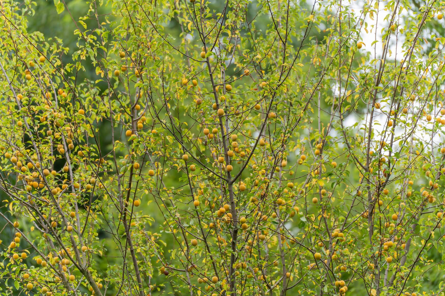 Śliwa mirabelka (Prunus domestica subsp. syriaca var. cerea) – jakie ma ...