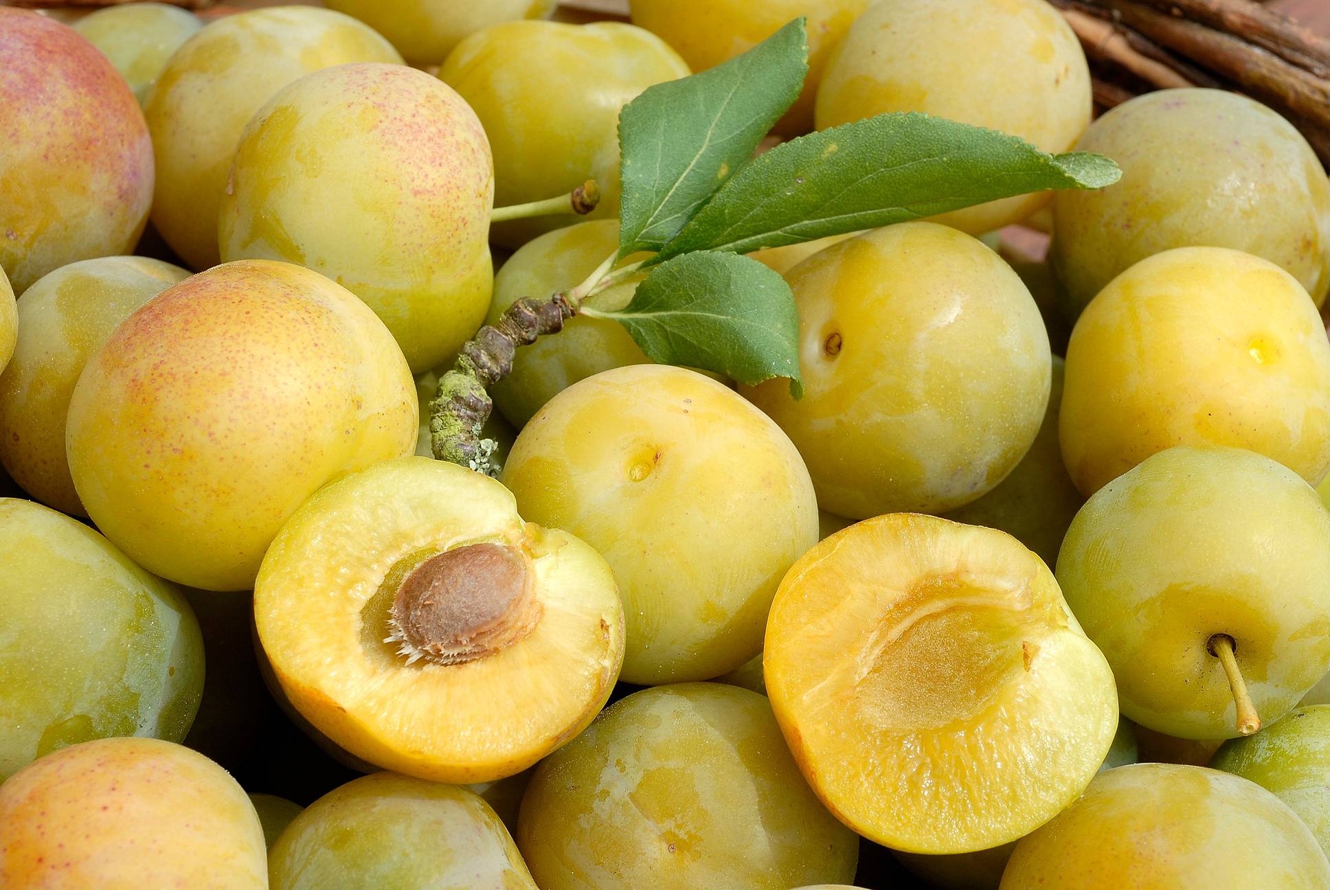 Śliwa renkloda (Prunus domestica subsp. italica var. claudiana) – opis ...