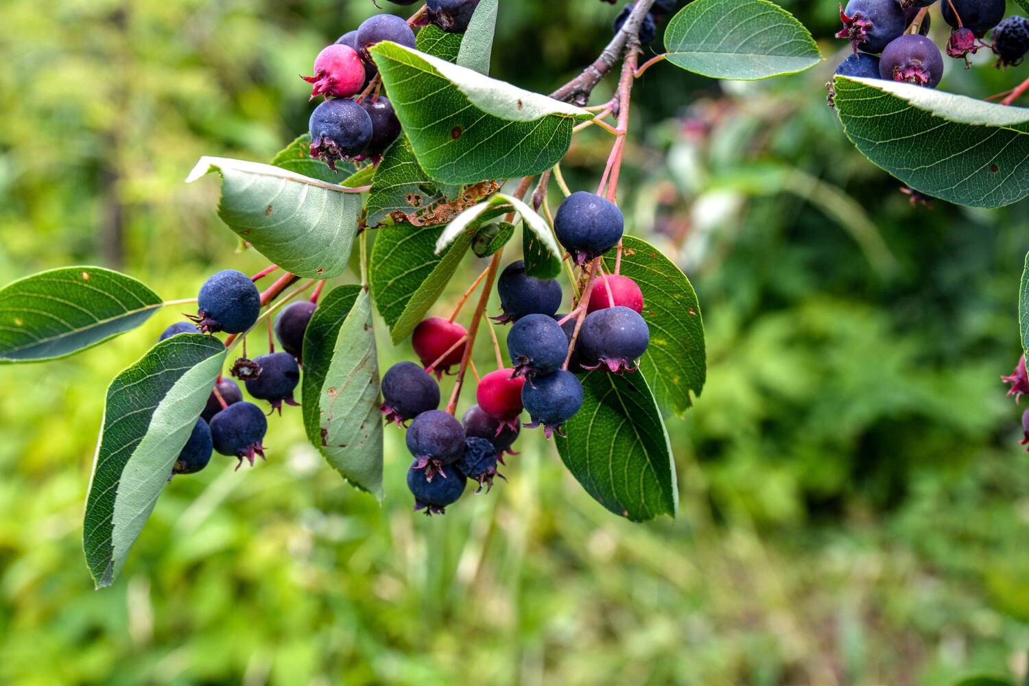 Śliwa mirabelka (Prunus domestica subsp. syriaca var. cerea) – jakie ma ...