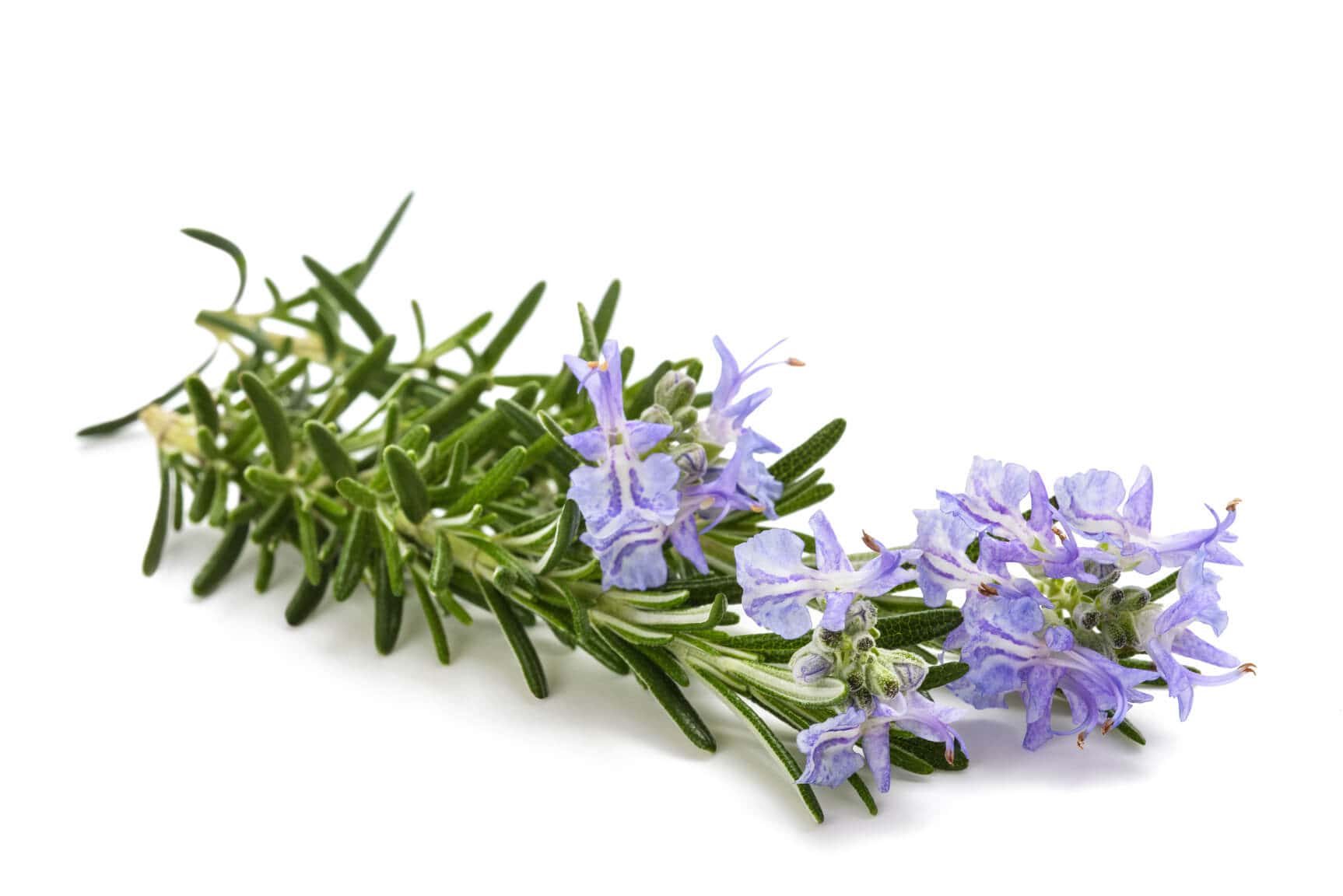 Rozmaryn – uprawa, podlewanie i właściwości | Poradnik OBI