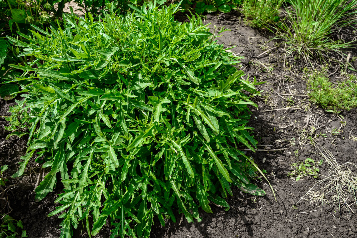 Rukola – uprawa, właściwości i zastosowanie | Poradnik OBI