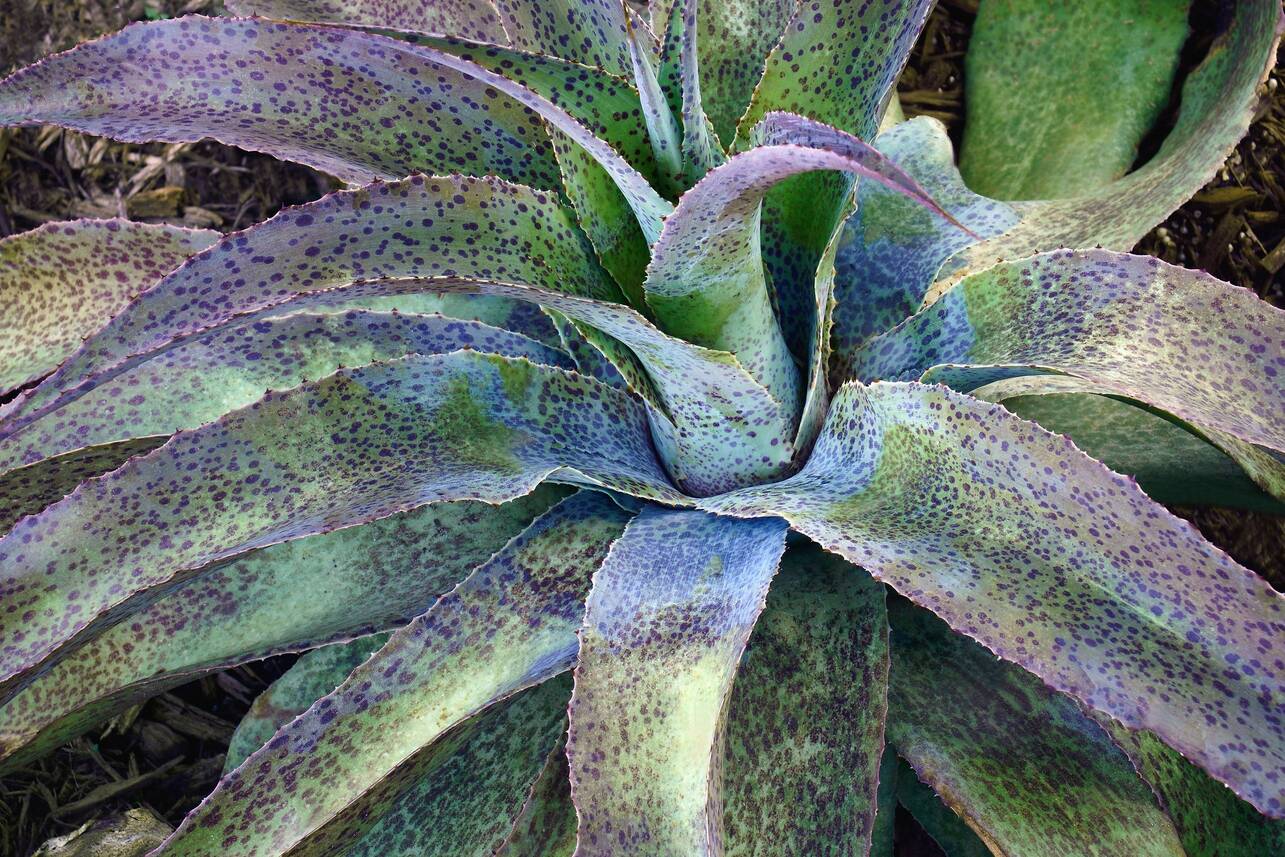 Agawa – kwitnienie, uprawa, odmiany | Leksykon roślin OBI