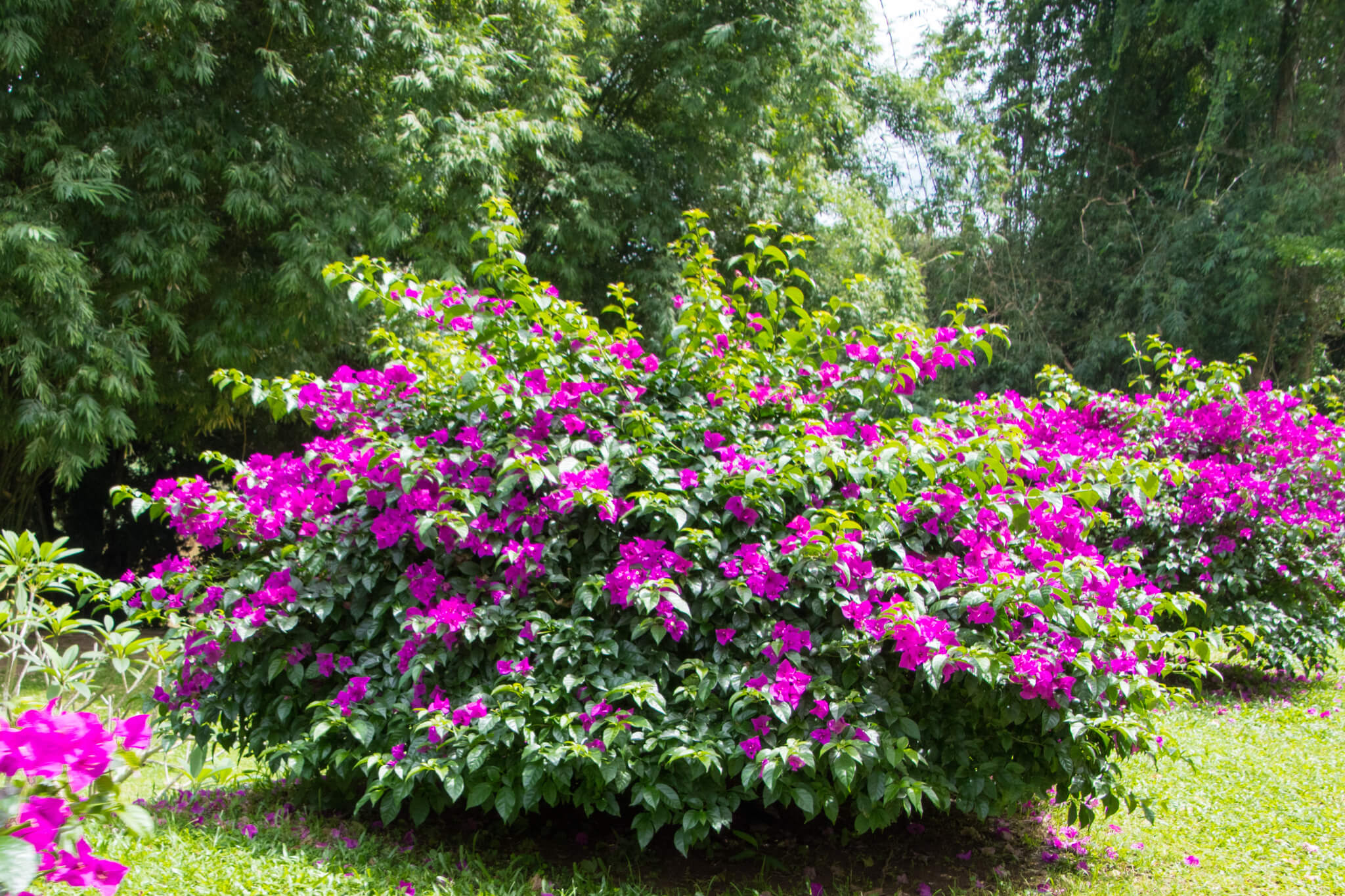 Bugenwilla gładka – pielęgnacja, uprawa i zimowanie | OBI