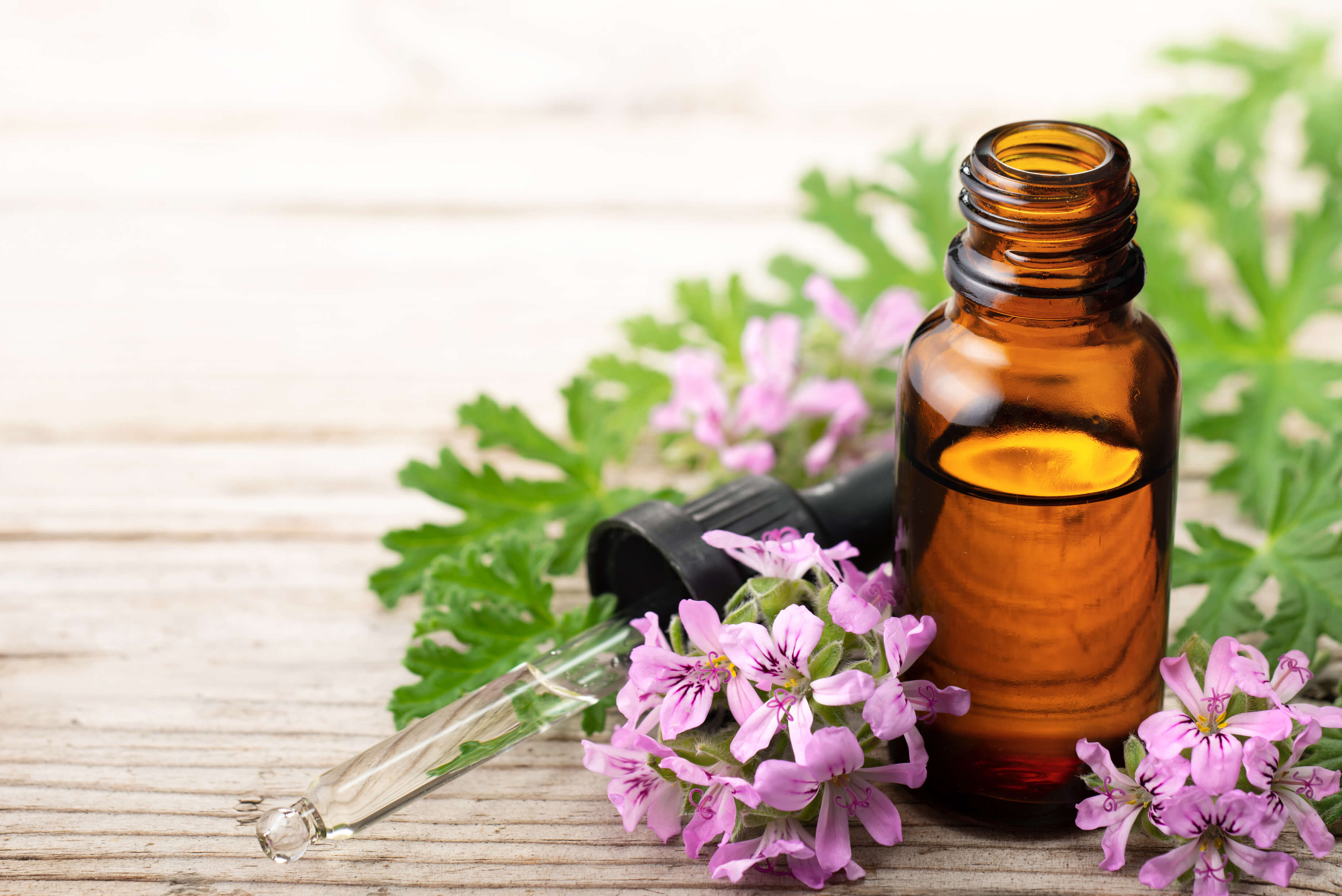 Kwiat anginka – pielęgnacja i zastosowanie | OBI