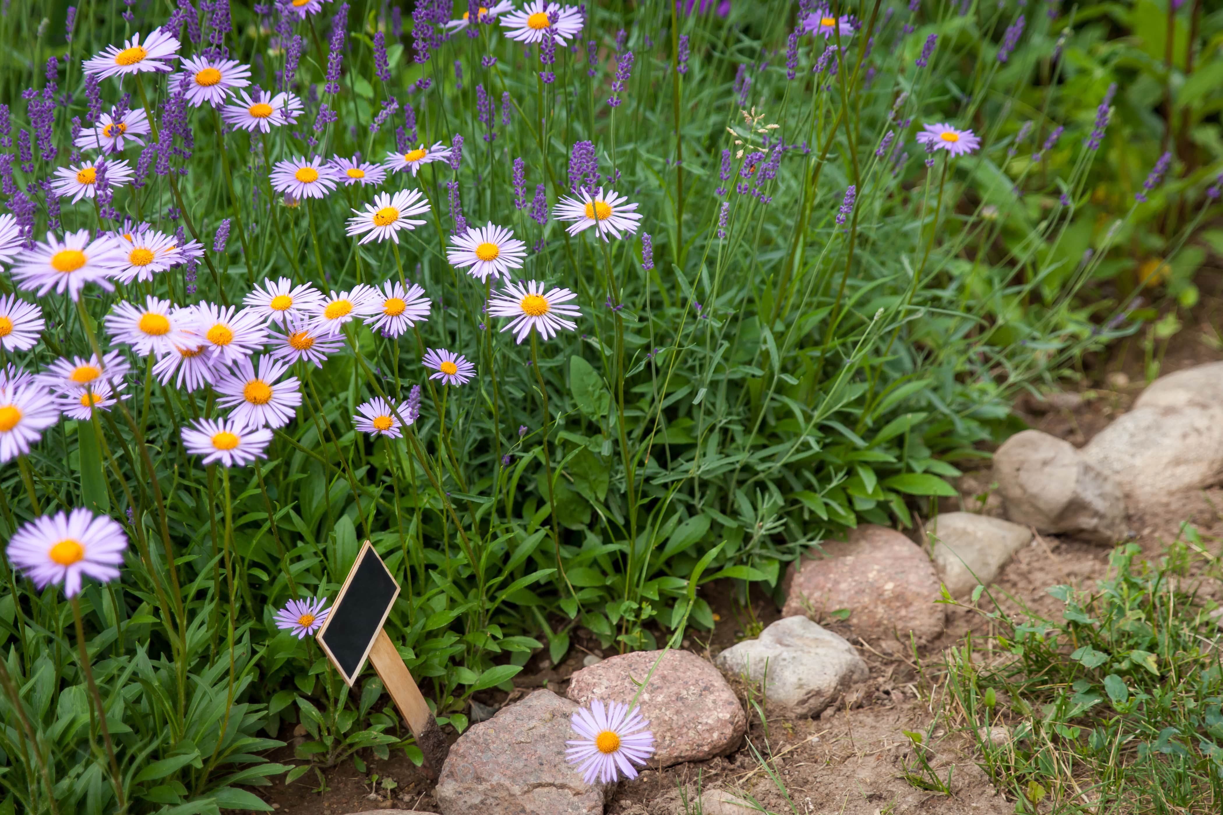 Czubatka ubiorkolistna – uprawa, pielęgnacja i wymagania | OBI