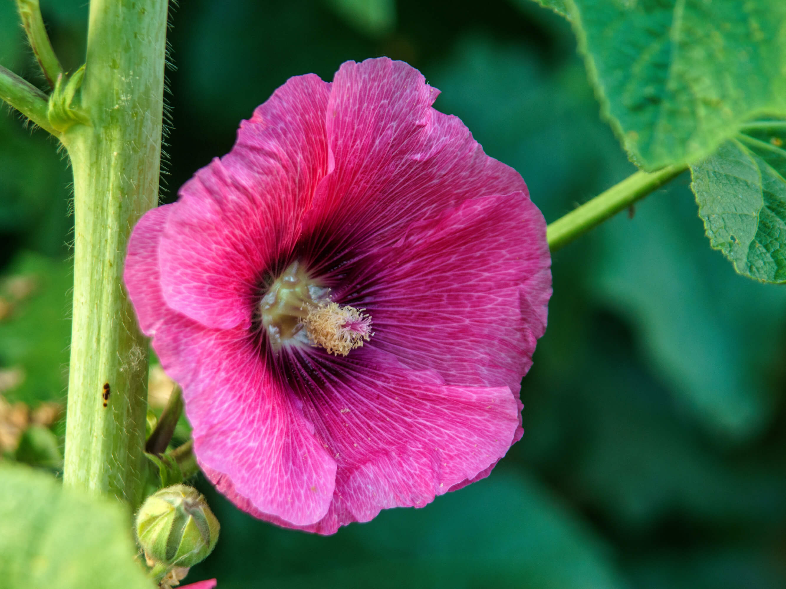 Malwa (Alcea L.) – odmiany, uprawa i pielęgnacja | OBI