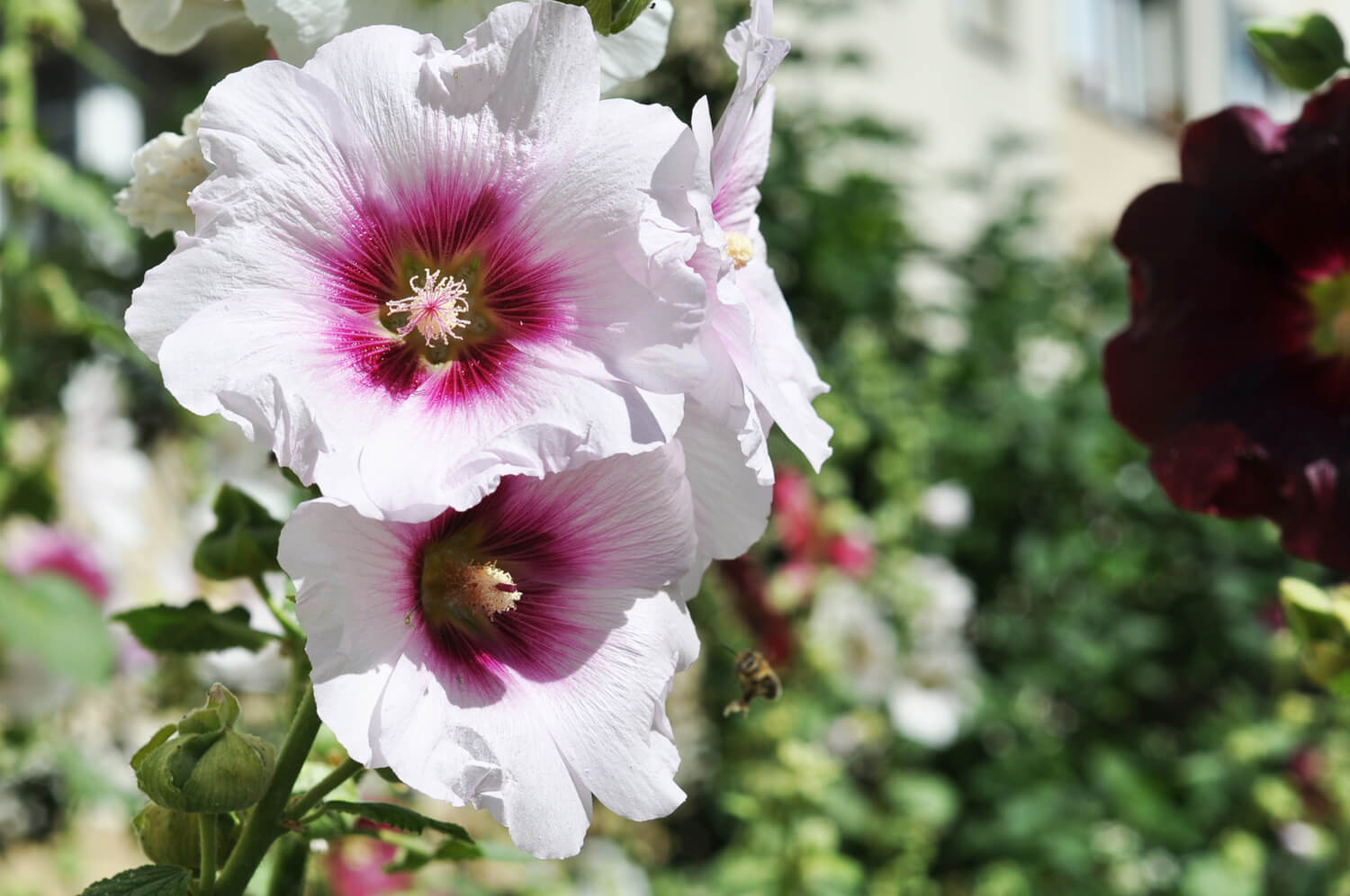 Malwa (Alcea L.) – odmiany, uprawa i pielęgnacja | OBI