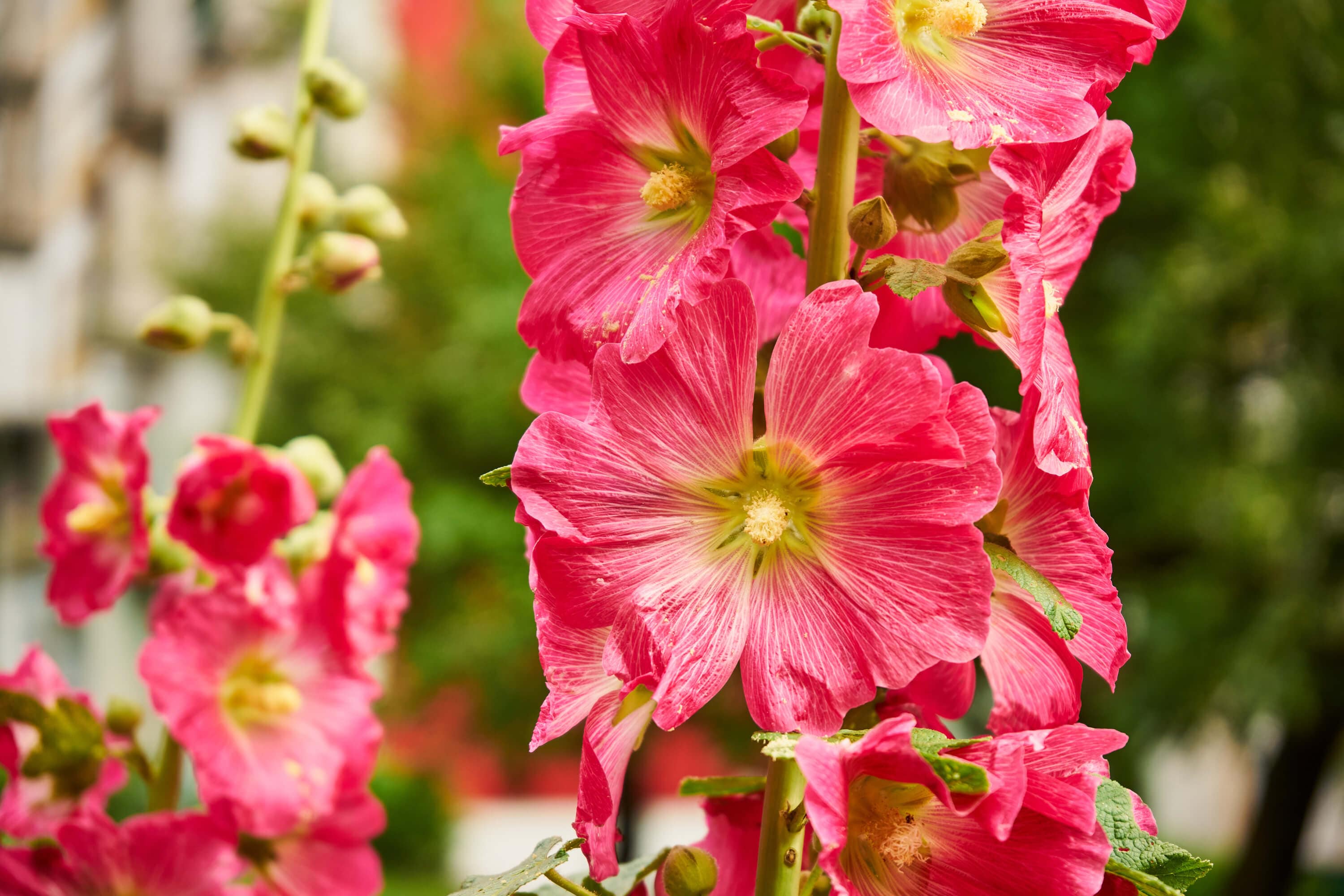Malwa (Alcea L.) – odmiany, uprawa i pielęgnacja | OBI