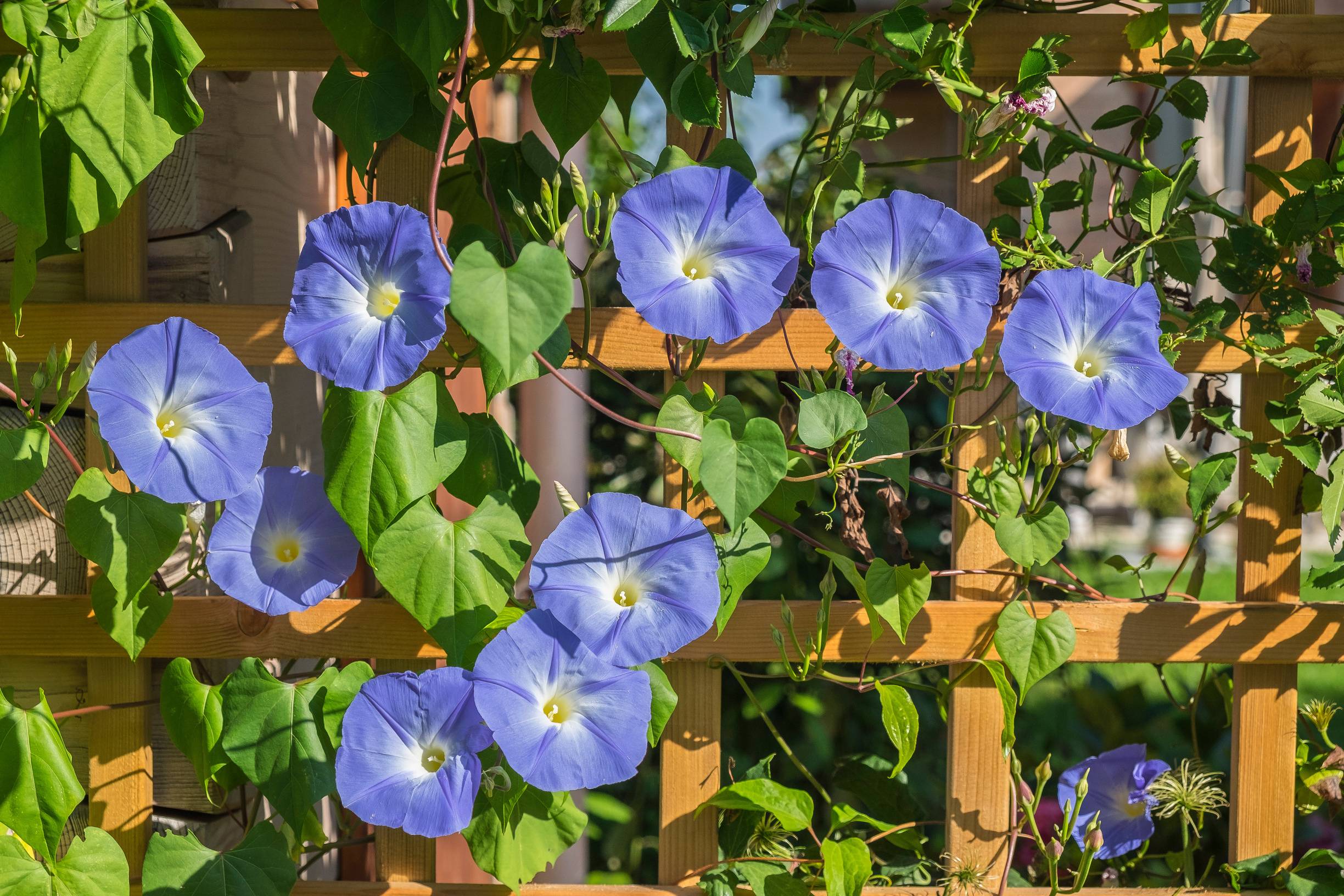 Wilec – odmiany, uprawa i wymagania | Leksykon OBI