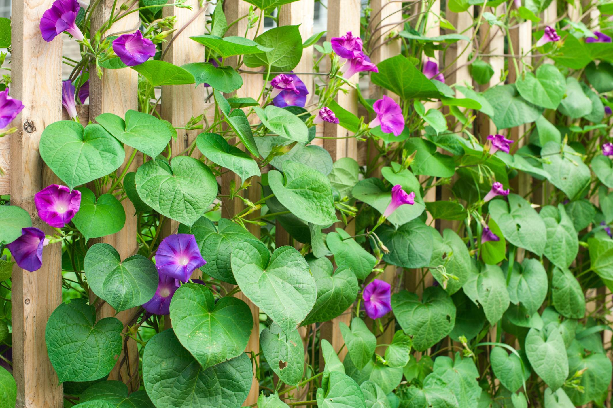 Wilec – odmiany, uprawa i wymagania | Leksykon OBI