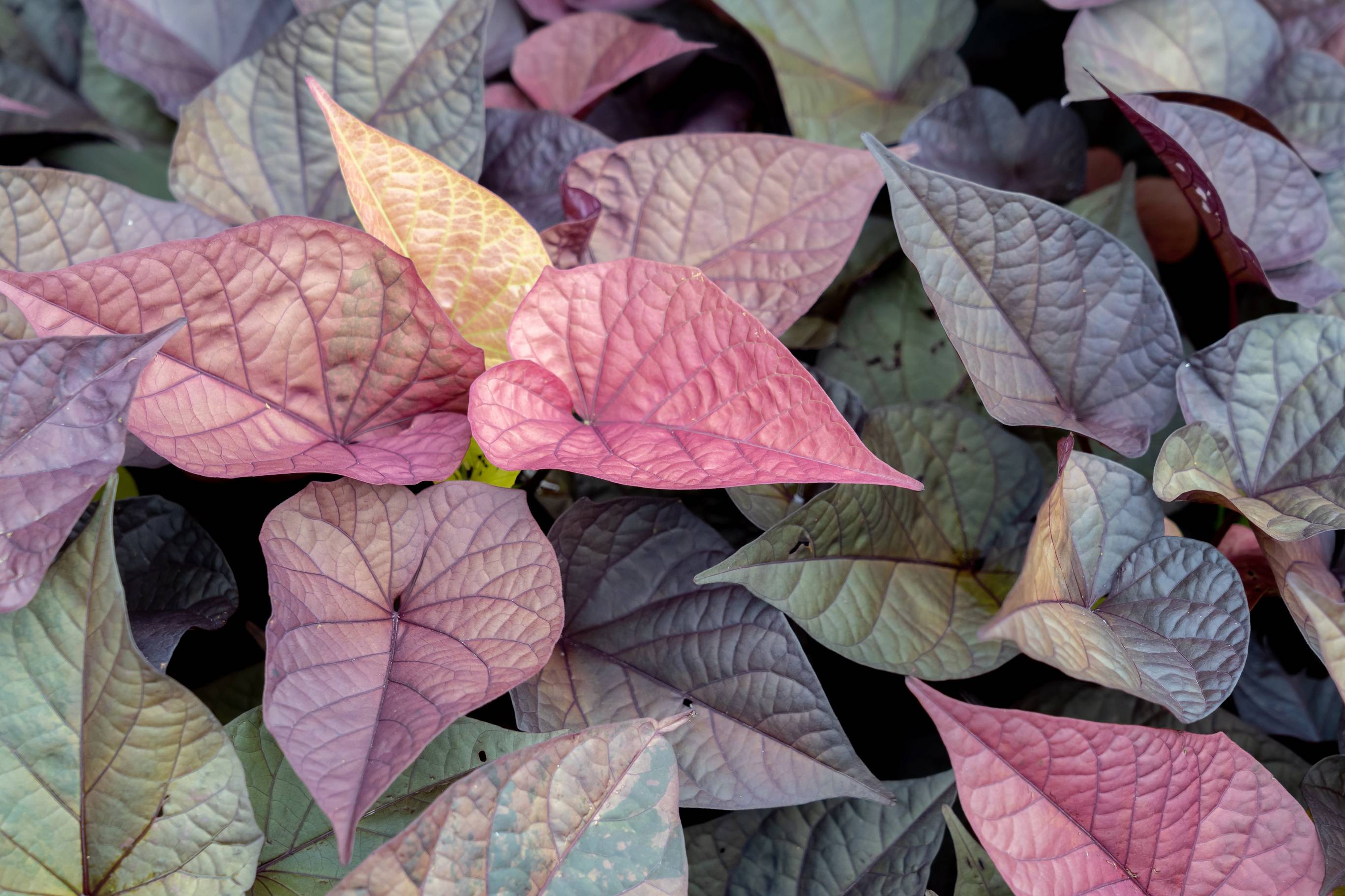 Wilec – odmiany, uprawa i wymagania | Leksykon OBI