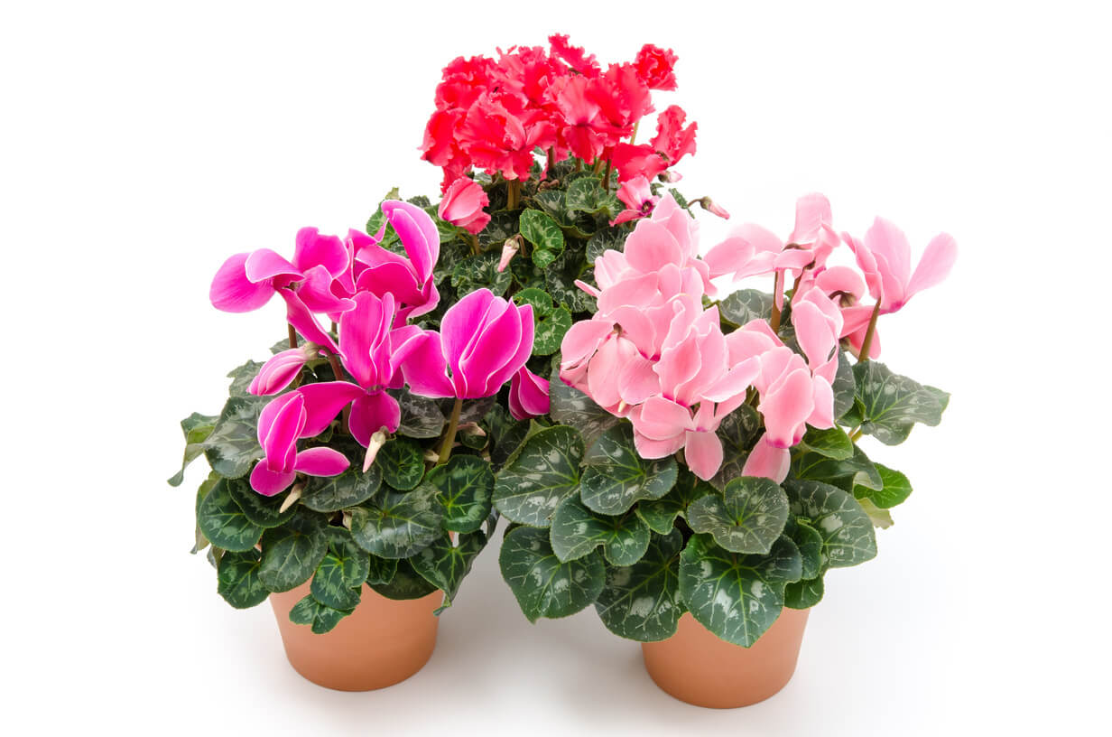 Cyklamen perski – jak dbać i czy jest trujący? | Kompendium OBI