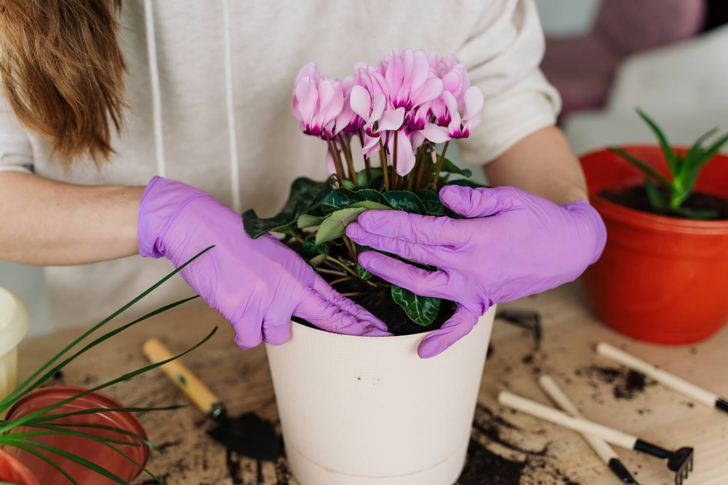 Cyklamen perski – jak dbać i czy jest trujący? | Kompendium OBI