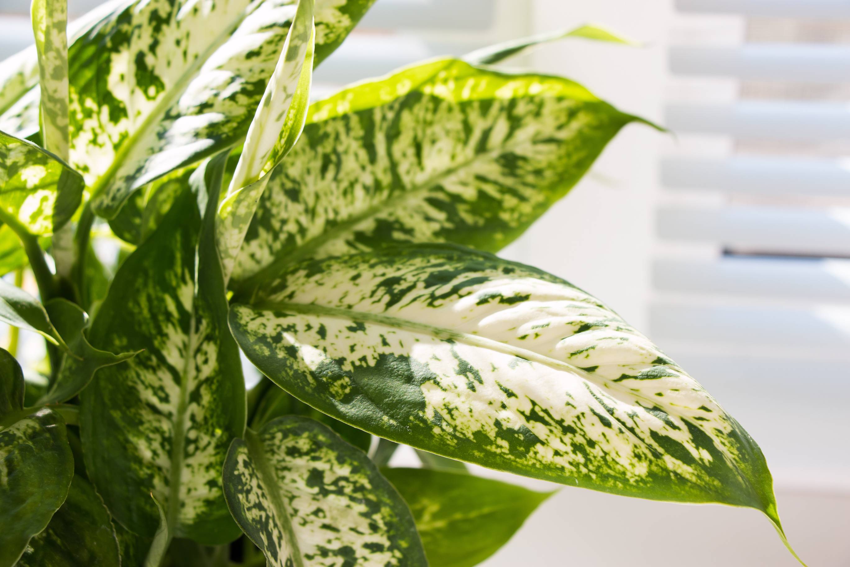 Kwiat difenbachia – uprawa i pielęgnacja | Leksykon roślin OBI