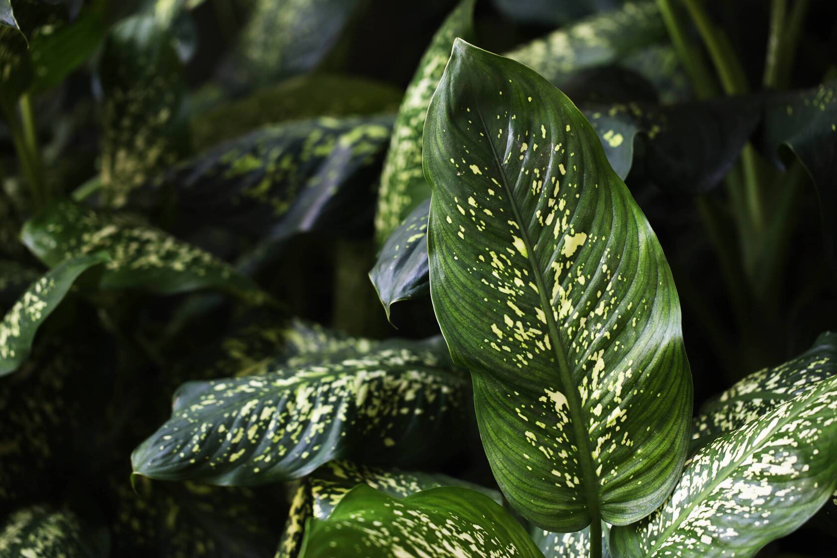 Kwiat difenbachia – uprawa i pielęgnacja | Leksykon roślin OBI