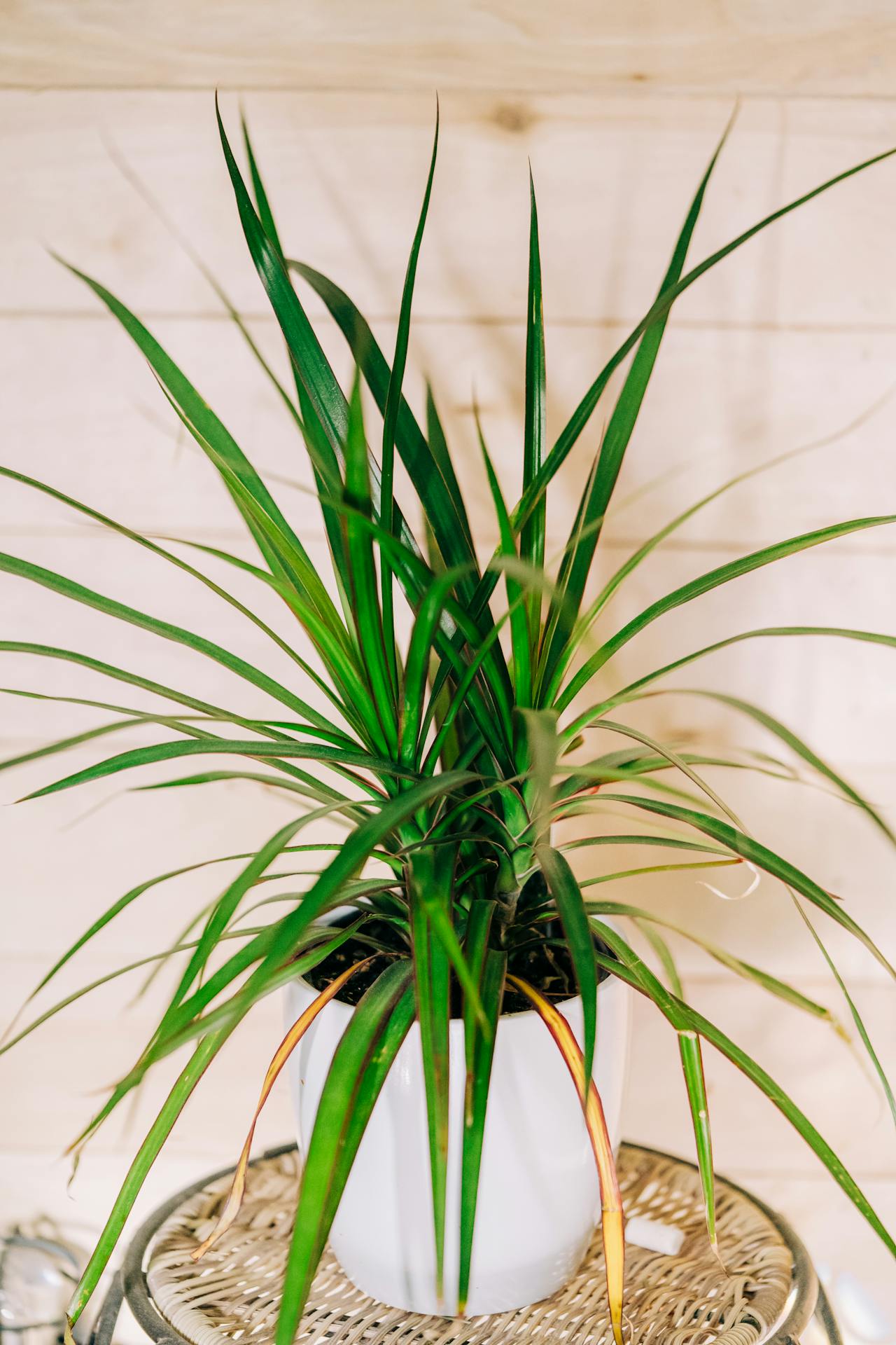 Dracena (Dracaena Vand. ex L.) – uprawa i pielęgnacja w domu | OBI