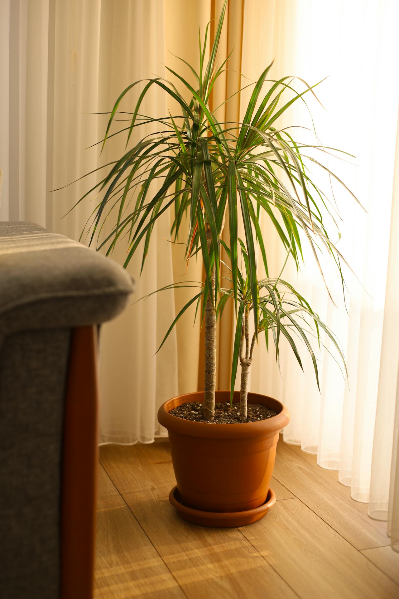 Dracena (Dracaena Vand. ex L.) – uprawa i pielęgnacja w domu | OBI