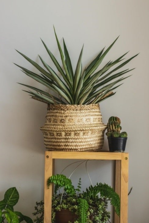 Jukka (Yucca L.) – uprawa i pielęgnacja w domu | OBI