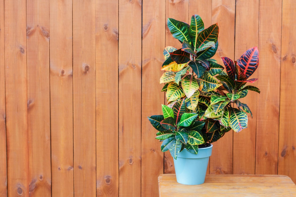 Kroton – kwiat doniczkowy. Uprawa i wymagania | Porady OBI