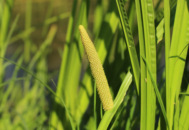 Tatarak zwyczajny – encyklopedia roślin OBI - OBI