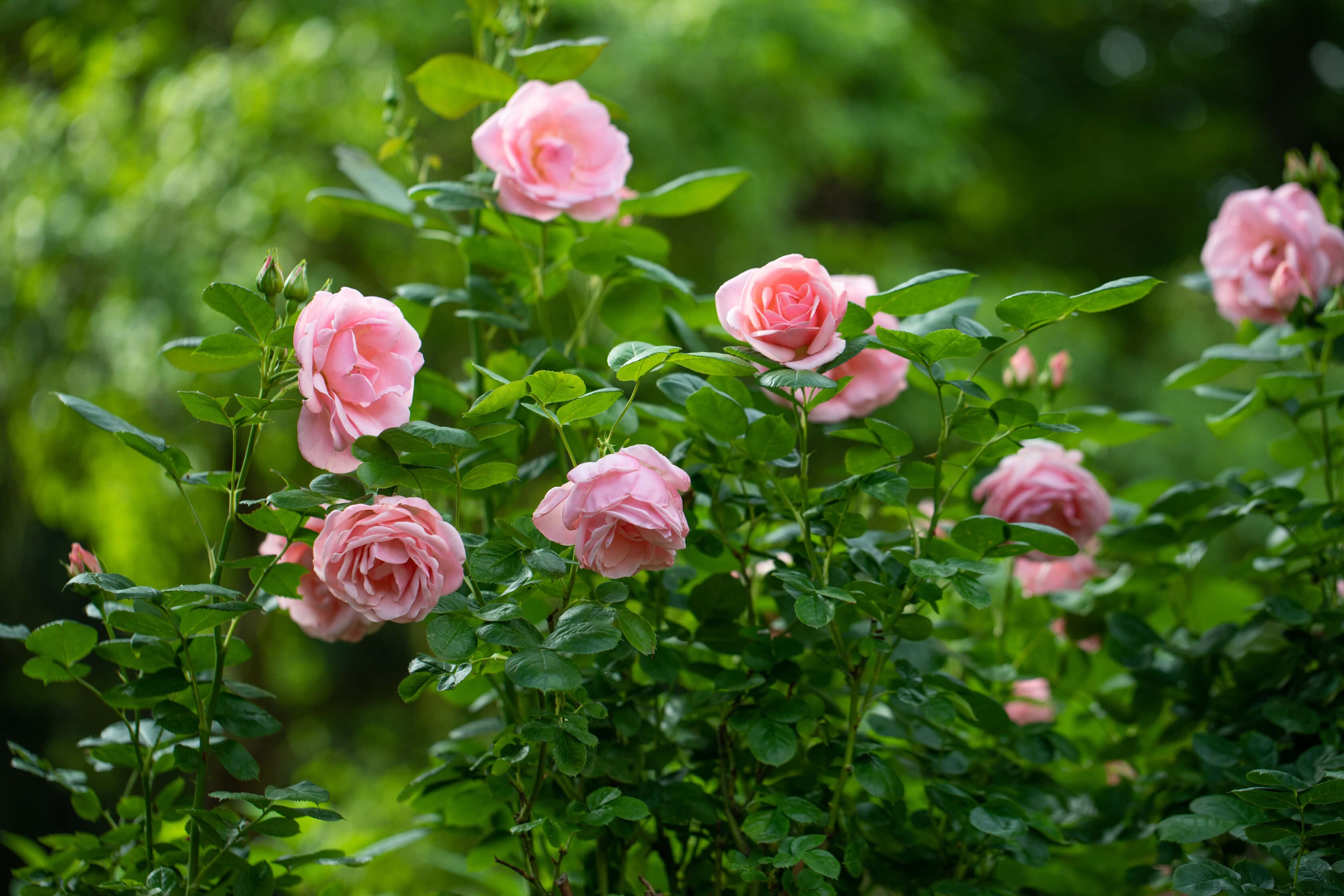 Poznaj rodzaje róż i dowiedz się, jak je sadzić | Leksykon roślin OBI