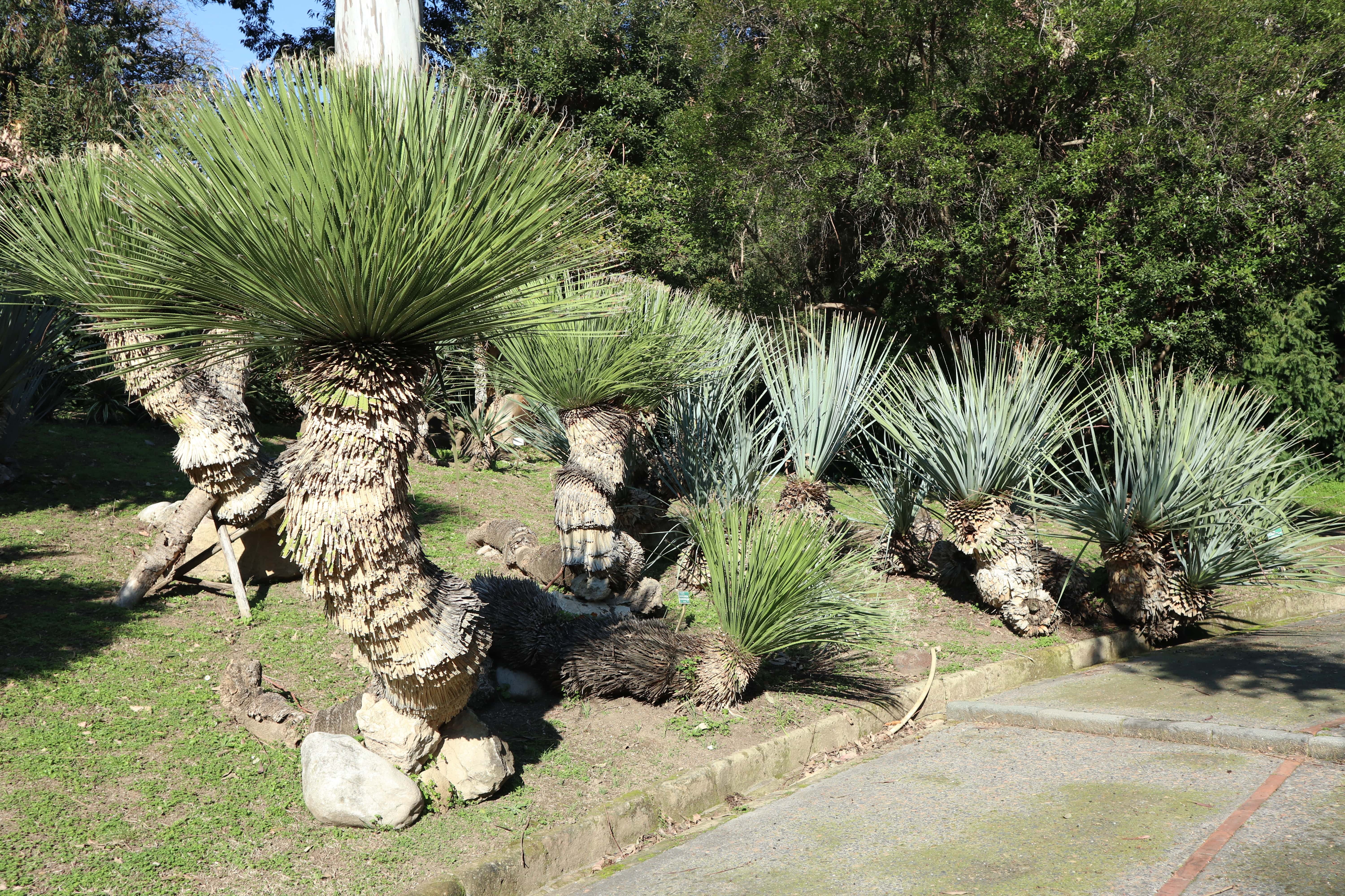 Dasylirion – uprawa, wymagania i odmiany | OBI