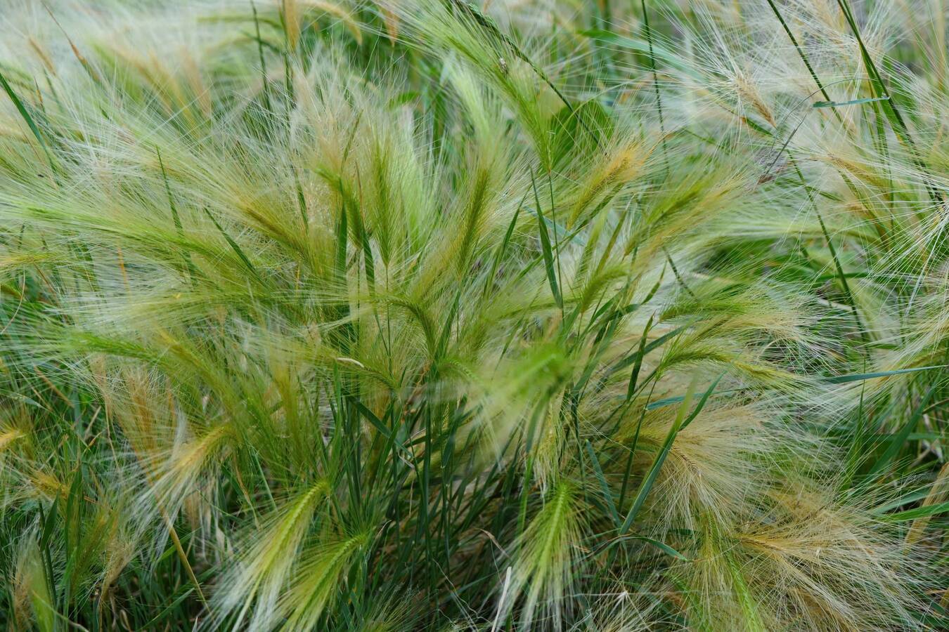 Ostnica (Stipa) – opis. Czy trawa ostnica zimuje? | OBI